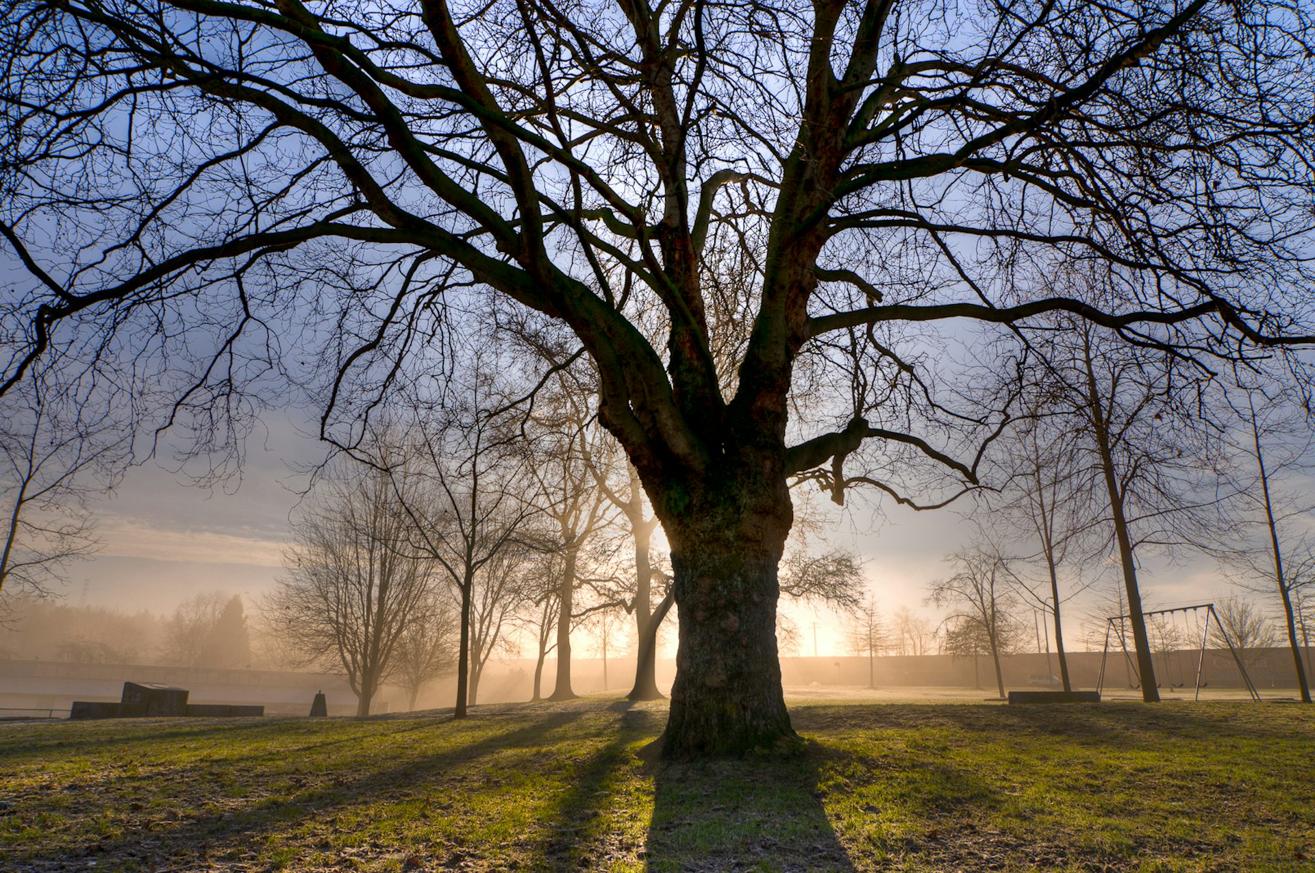Democracy needs more trees and less Trump