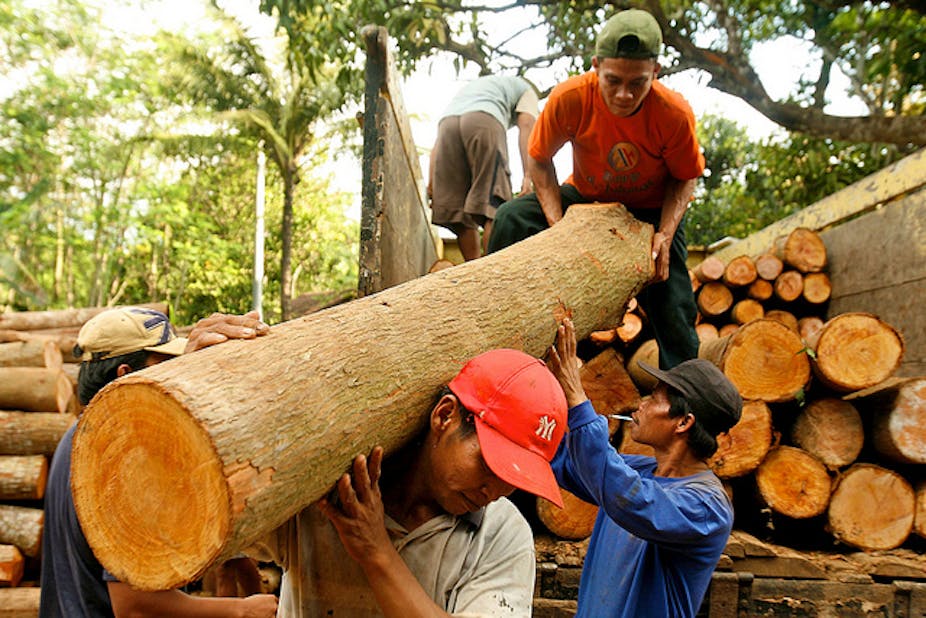 Australia Attempts To Stump Illegal Loggers australia-attempts-to-stump-illegal-loggers