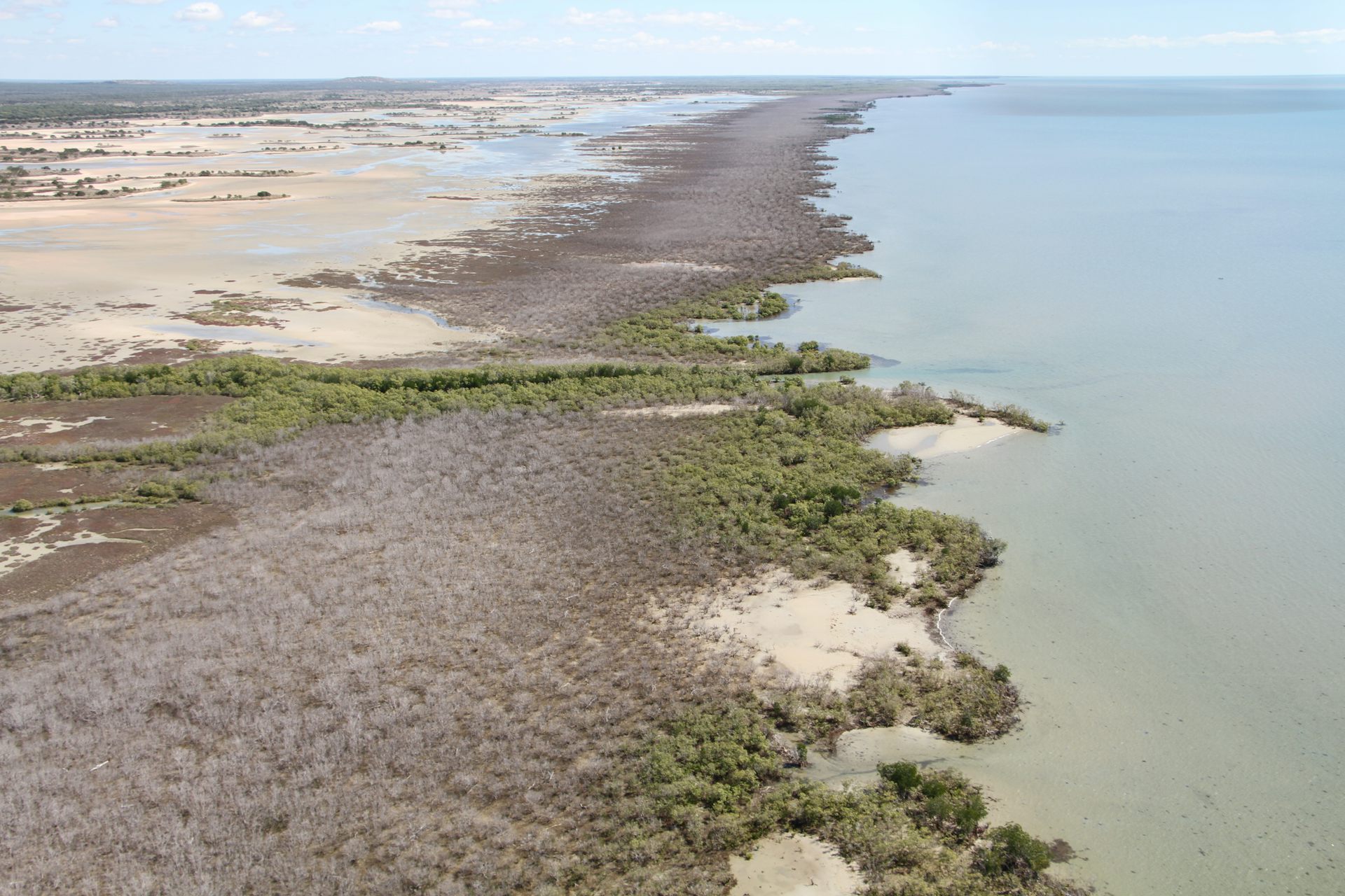 Extreme weather likely behind worst recorded mangrove dieback in ...