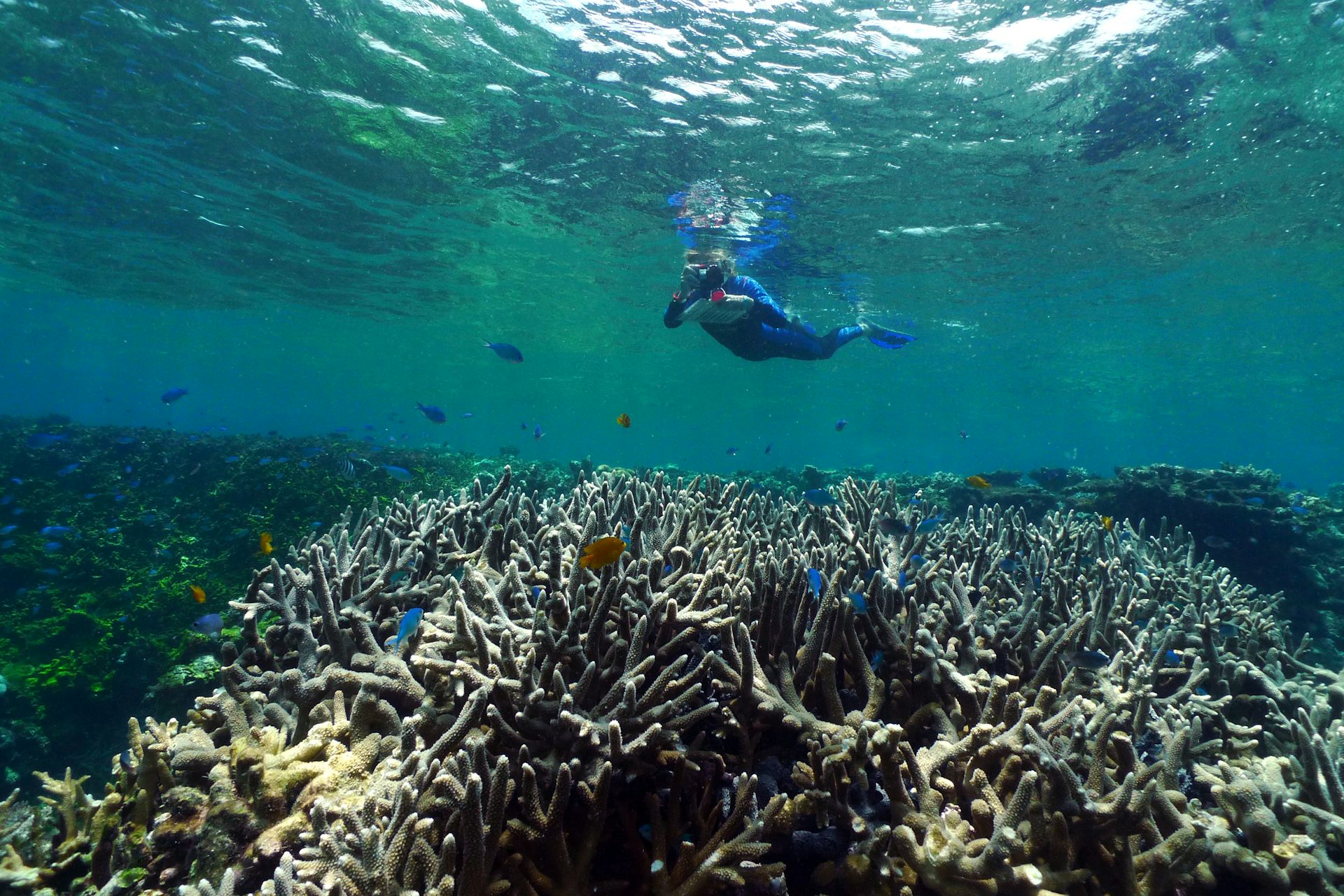 Calls for climate action as Great Barrier Reef suffers major coral loss