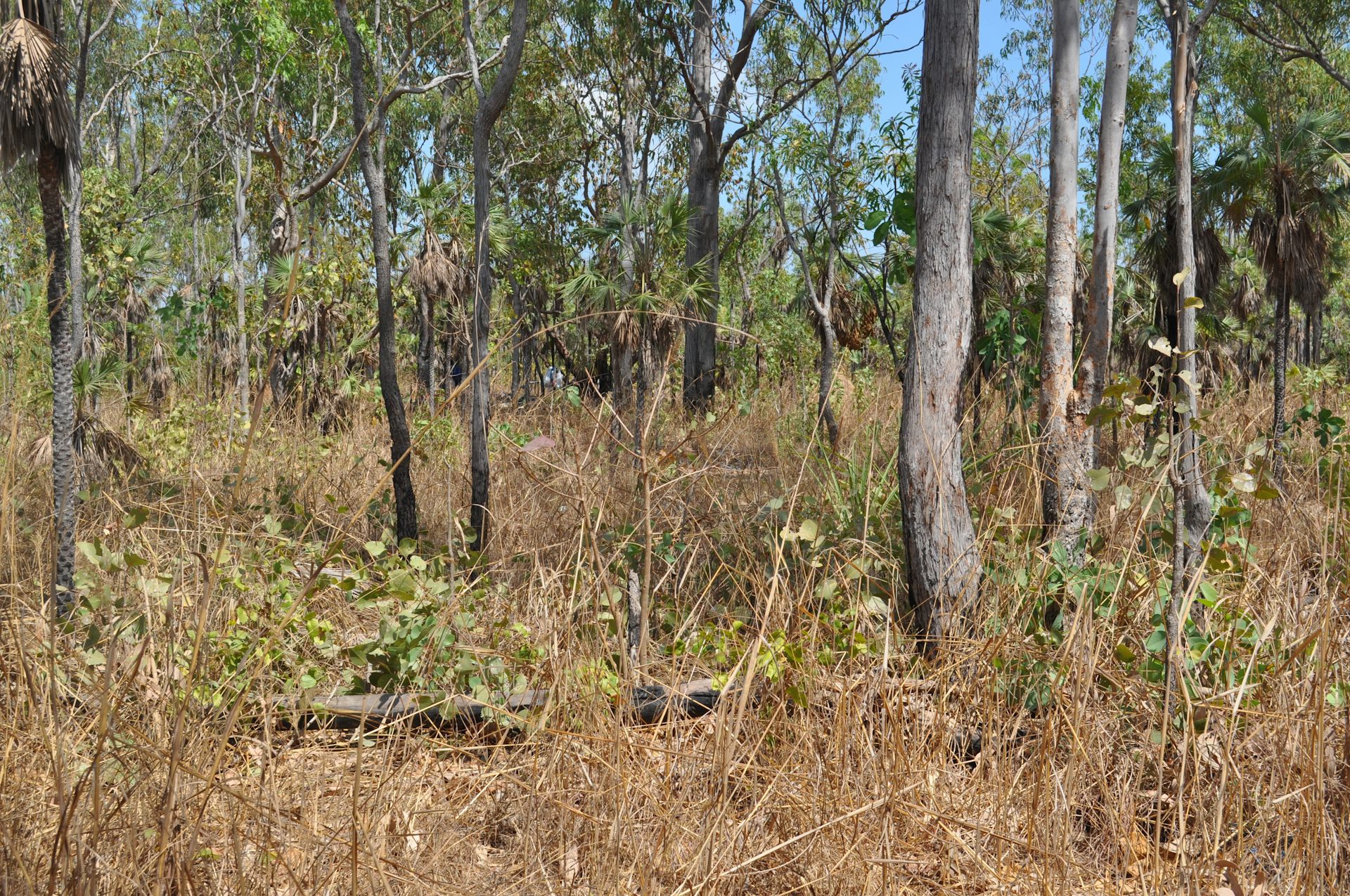 Contested spaces: the 'long-grassers', living private lives in public ...