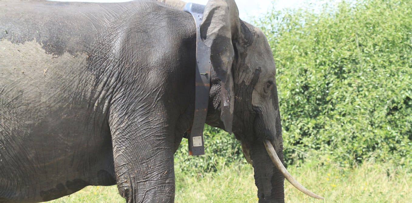 Why it’s so important to understand how elephants sleep Why it’s so important to understand how elephants sleep