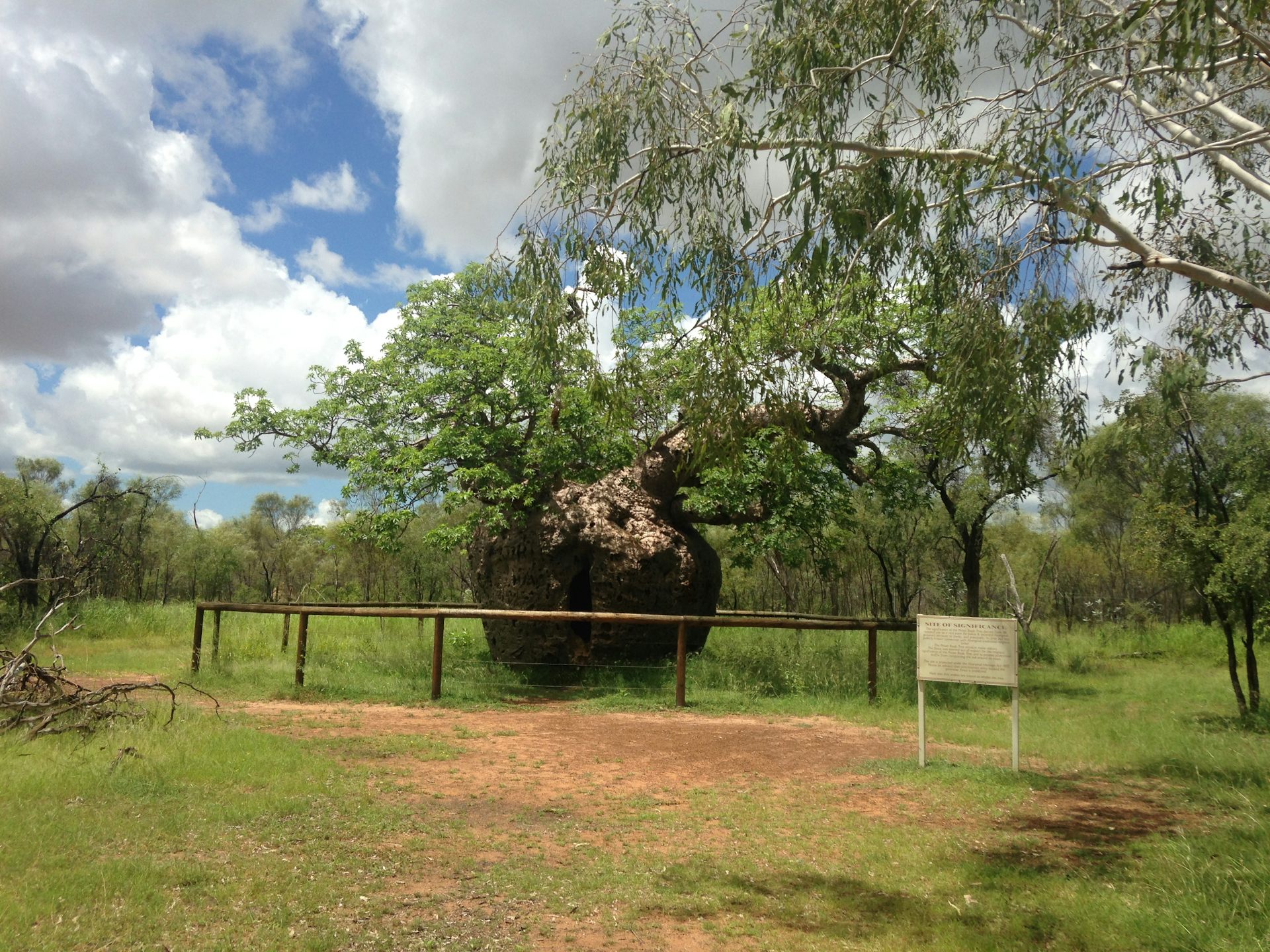 Dark tourism, Aboriginal imprisonment and the ‘prison tree’ that wasn’t