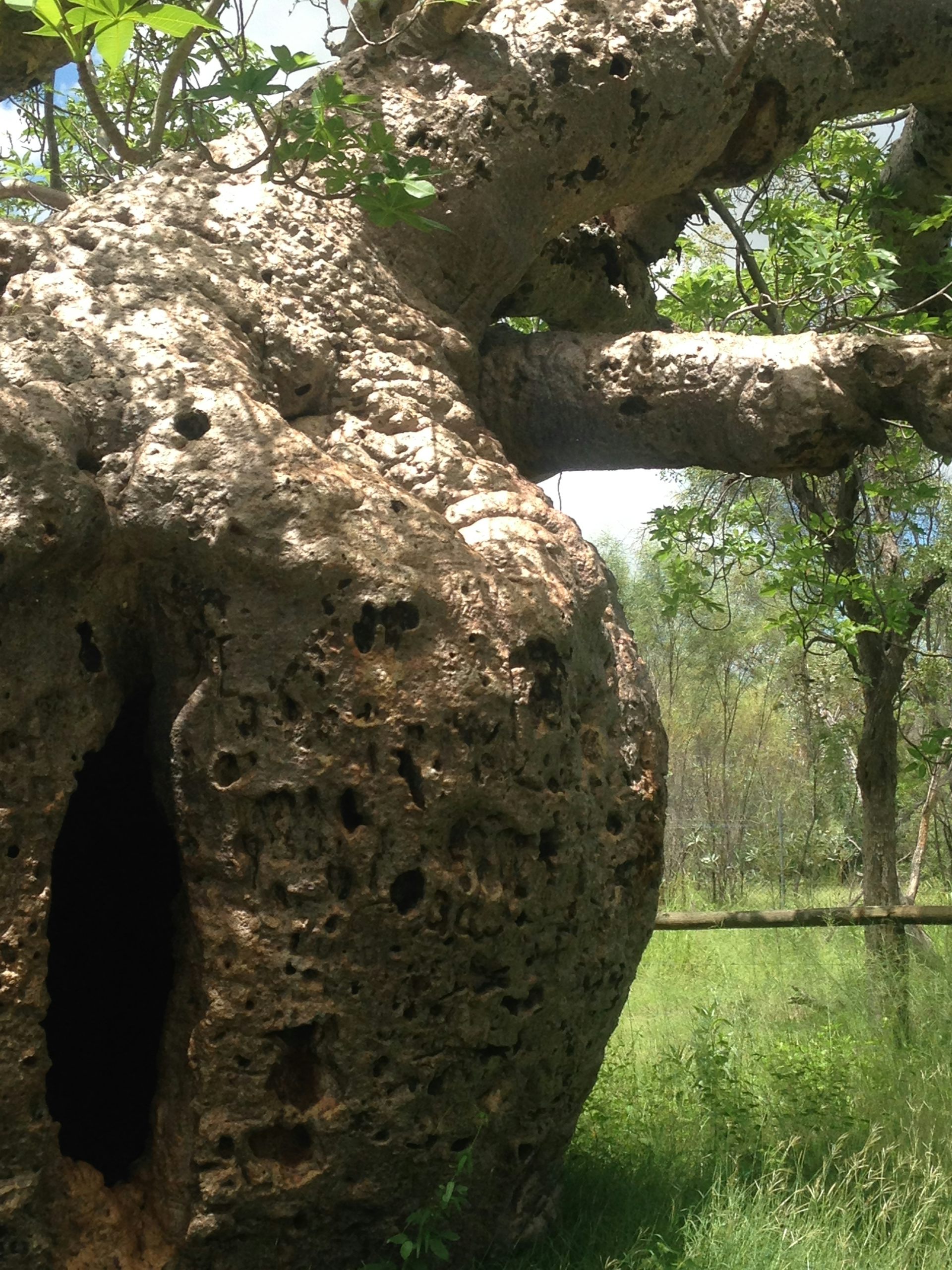Dark tourism, Aboriginal imprisonment and the ‘prison tree’ that wasn’t