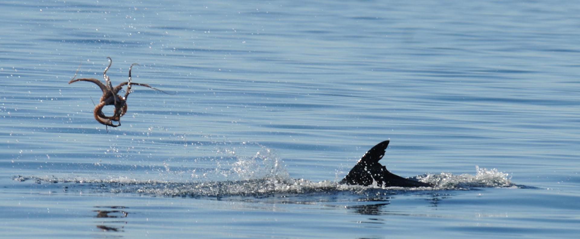 Tackling the kraken: unique dolphin strategy delivers dangerous octopus ...