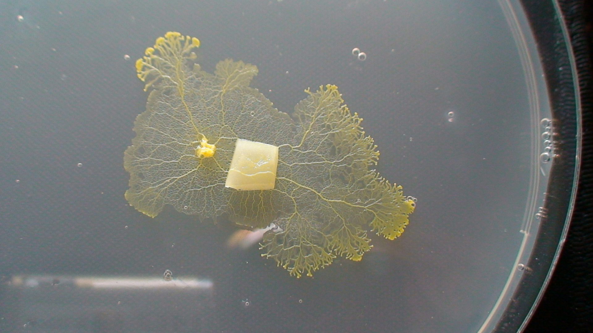 The brainless slime mould that remembers where it’s been