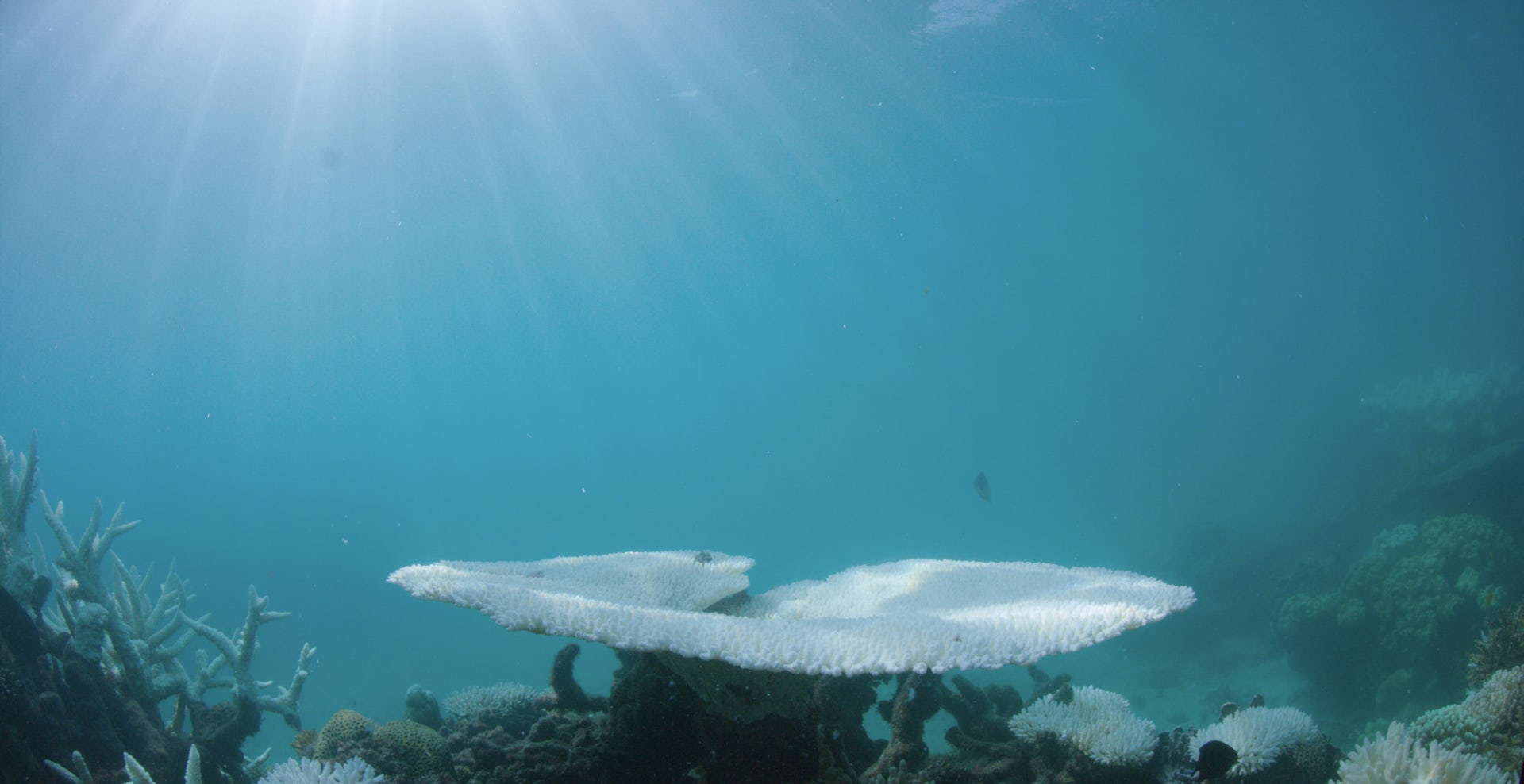 The Great Barrier Reef’s safety net is becoming more complex but less ...