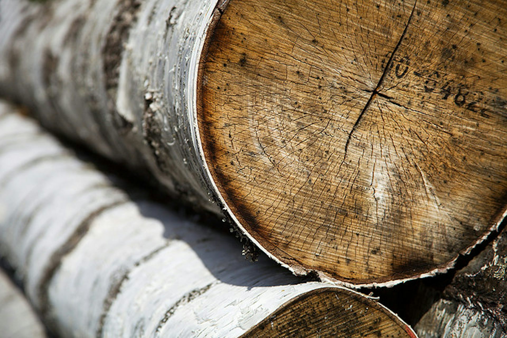 Organised crime, illegal timber and Australia's role in deforestation