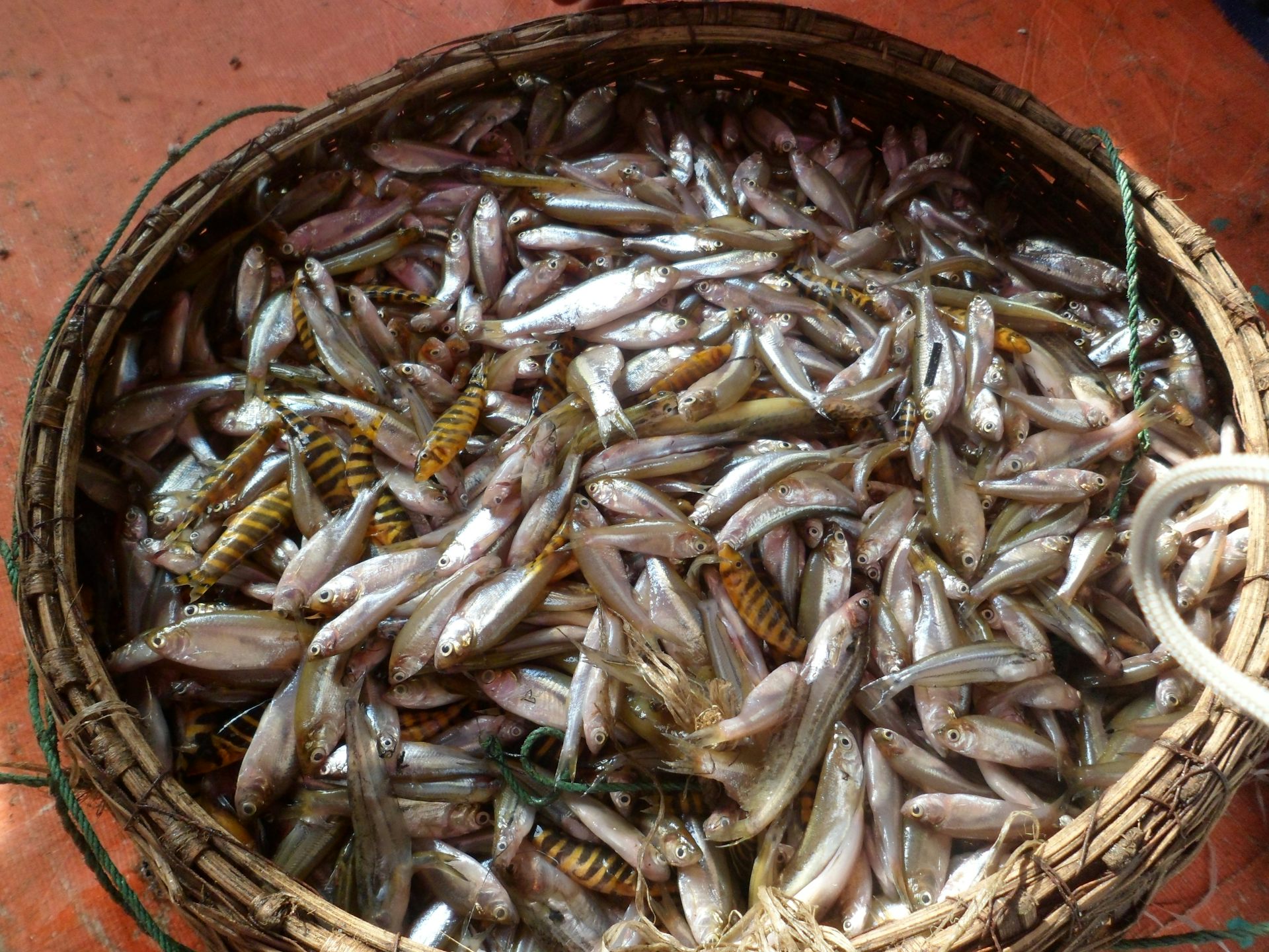 In Bangladesh, people are eating more fish but getting less nutrition ...