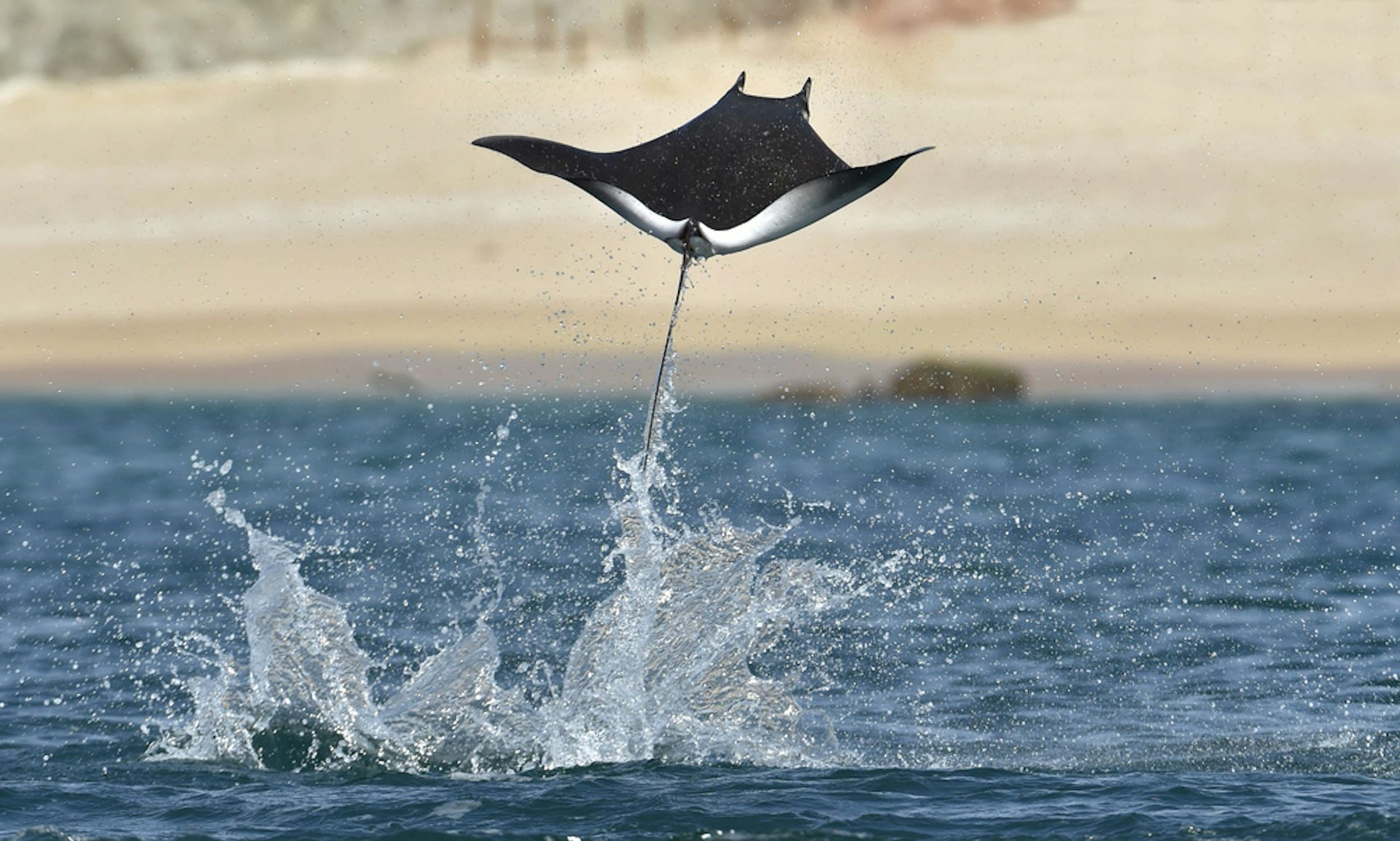 Devil rays get worldwide protection – and genetic tools could catch out ...