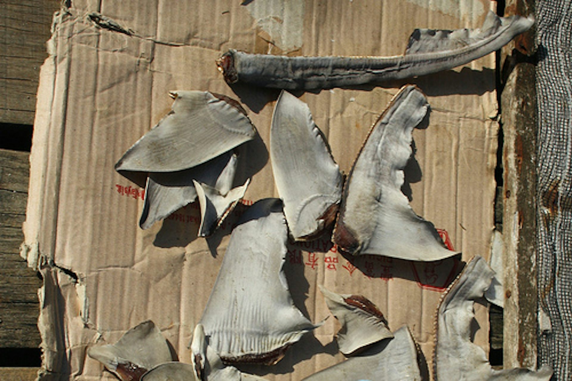 Shark protection developments have no bite