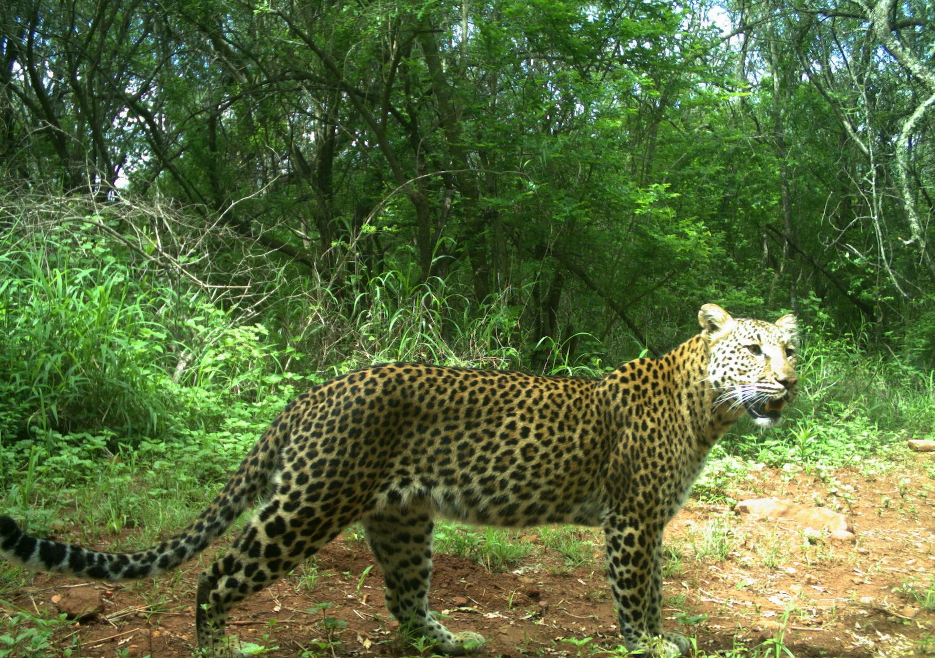 Leopards need maximum protection: this includes suspending trophy hunting
