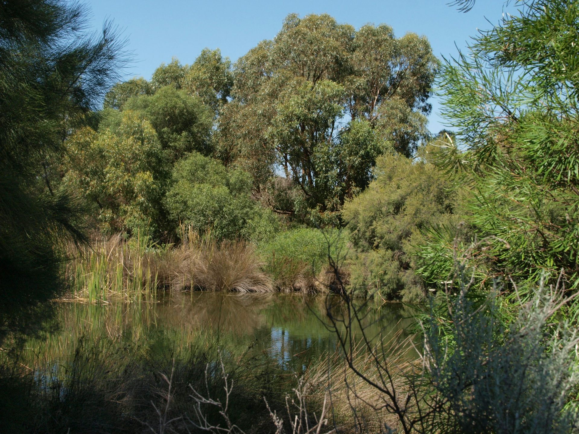 How urban bushland improves our health and why planners need to listen