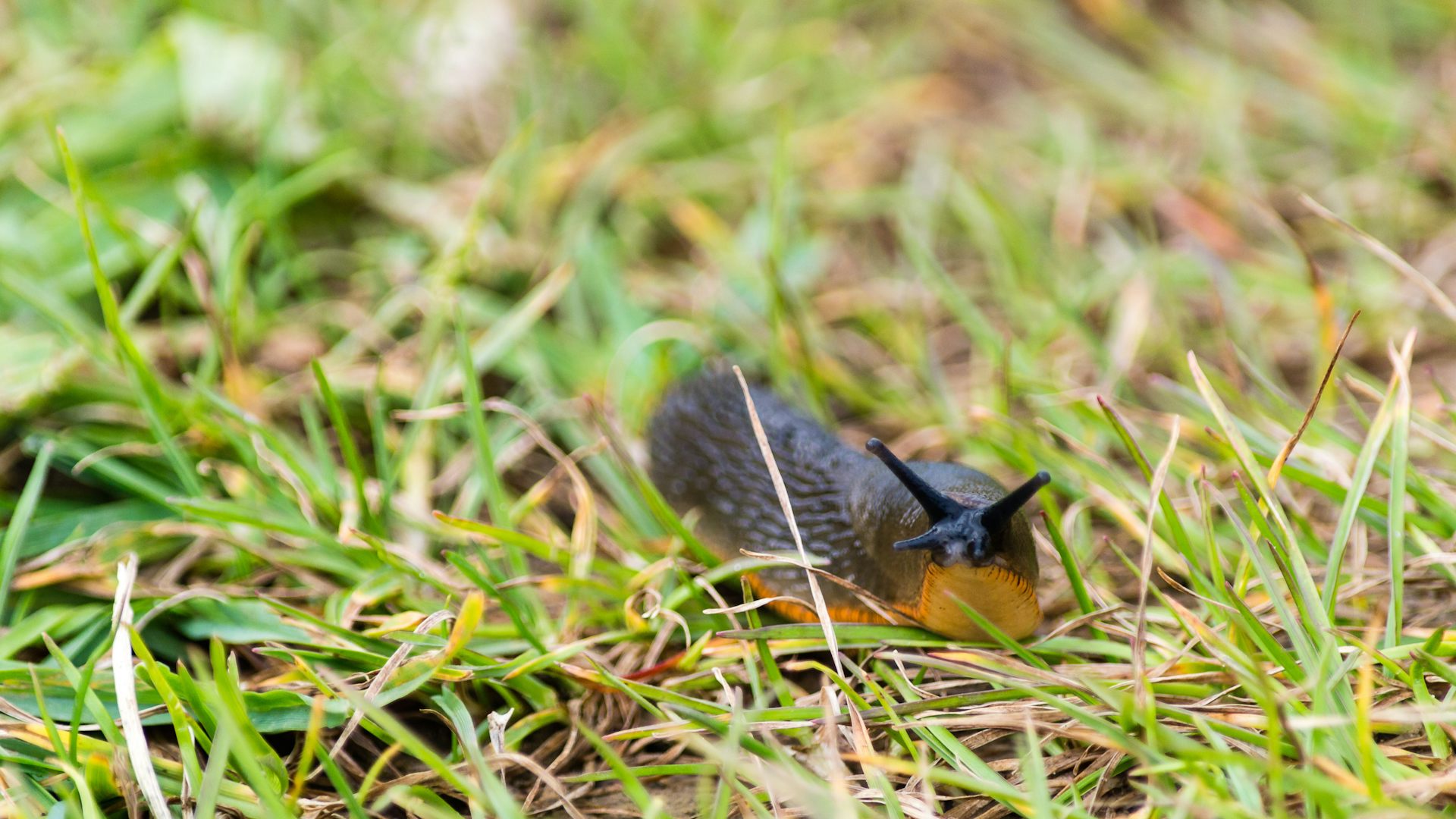 Hybrid ‘super-slugs’ are invading British gardens and we can’t stop them
