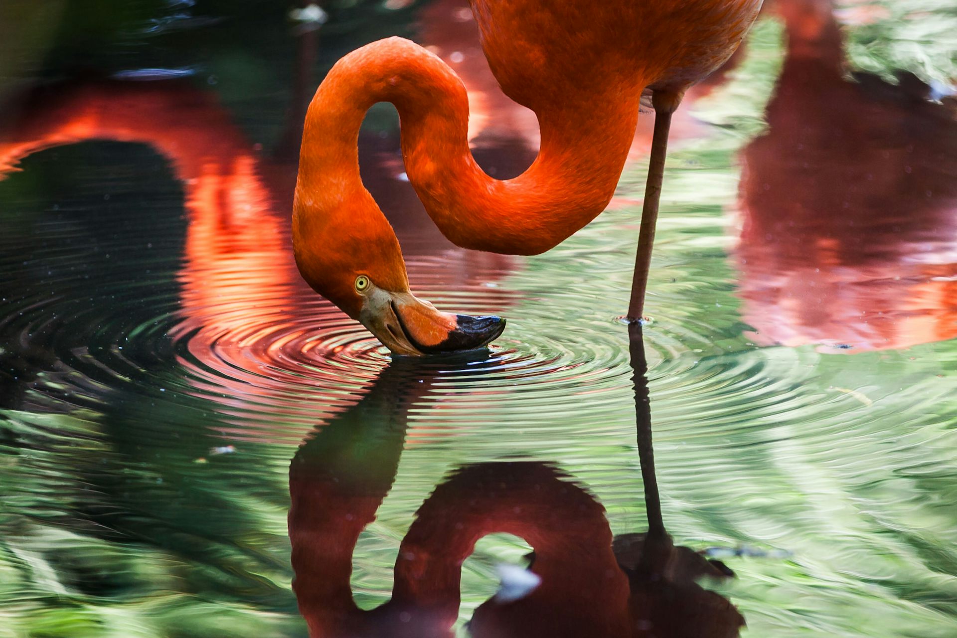 Scientists balanced a dead flamingo on one leg to unlock the bird’s ...