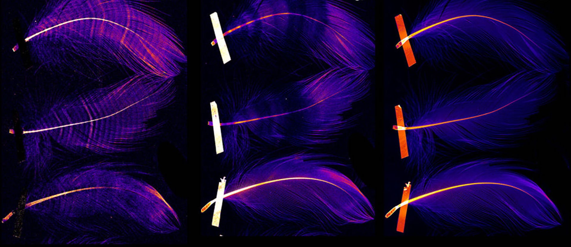 Hidden feather patterns tell the story of birds