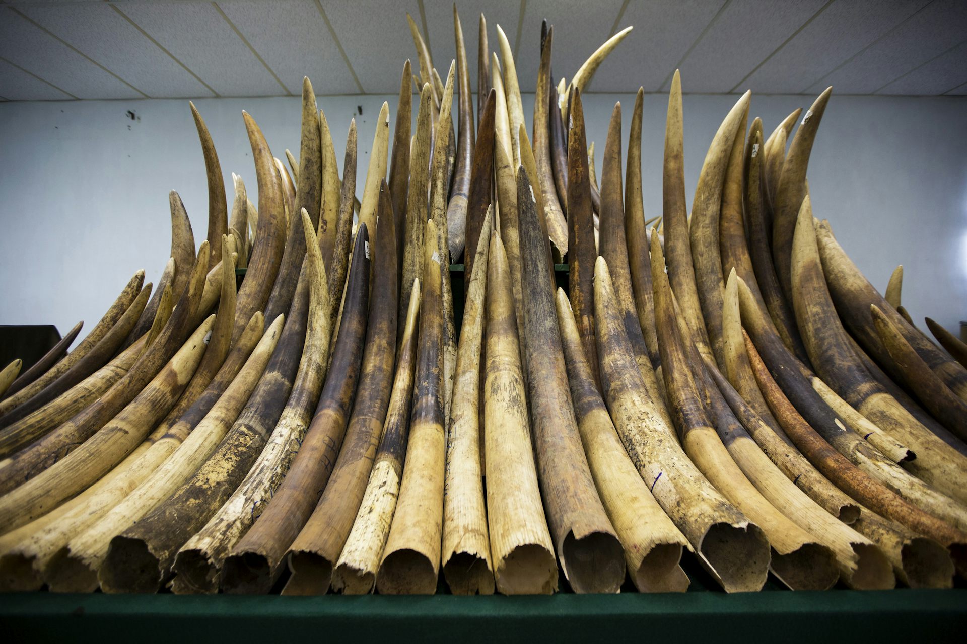 Game theory suggests China should keep its ivory trade ban in place ...