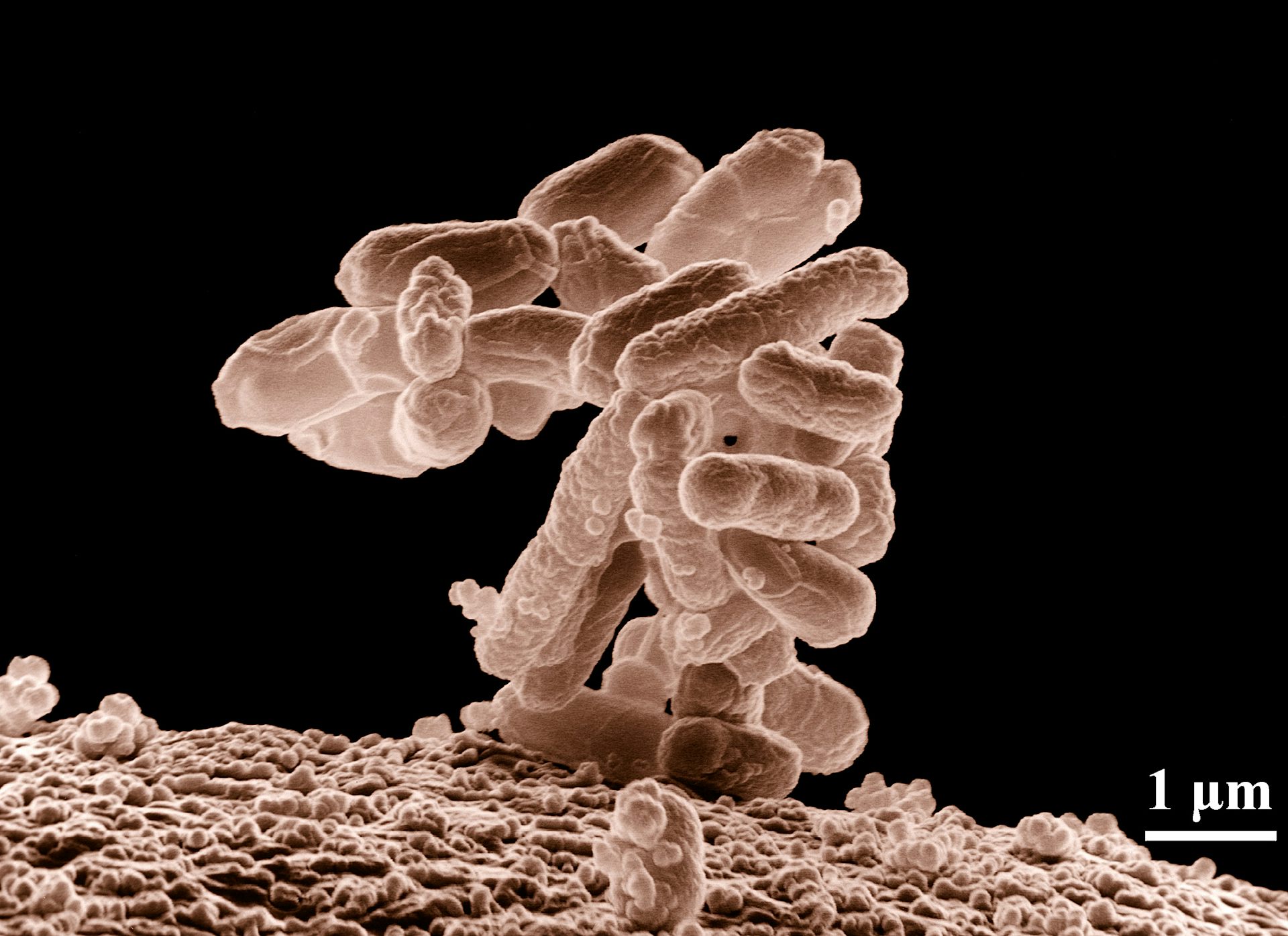 Ces microbes qui construisent les plantes, les animaux et les civilisations