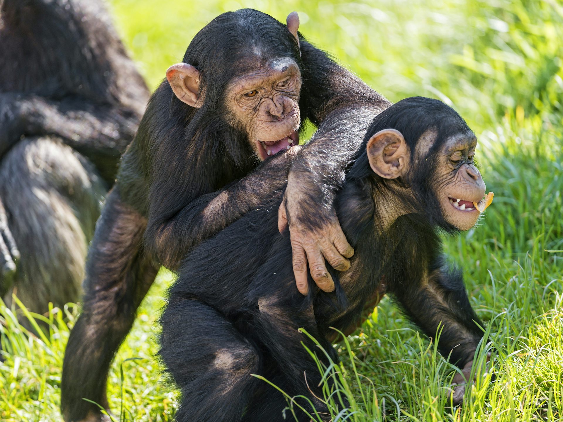 Primates at play show why monkeying around is good for the brain