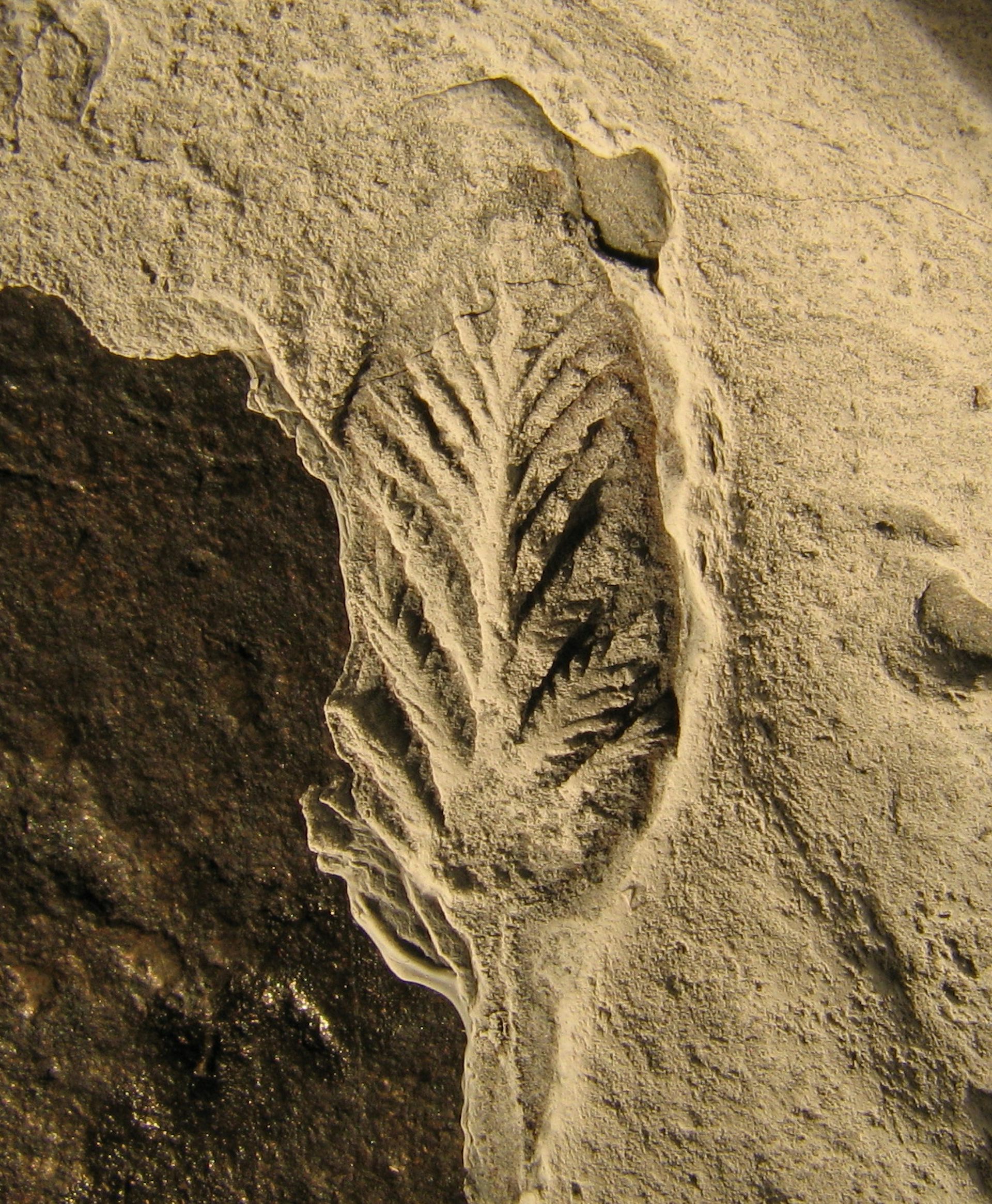 Reverse engineering mysterious 500-million-year-old fossils that ...