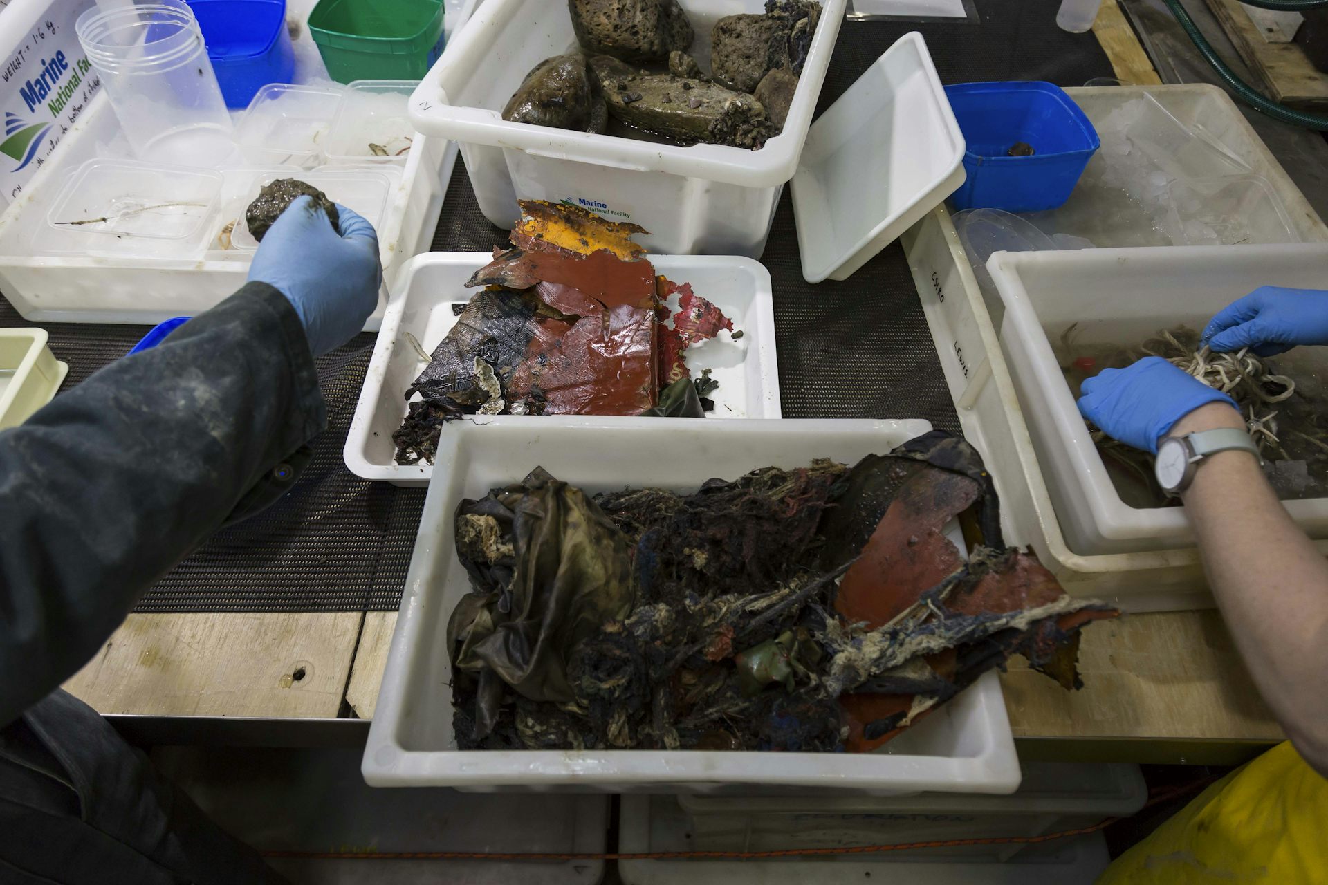 Sludge, snags, and surreal animals: life aboard a voyage to study the abyss