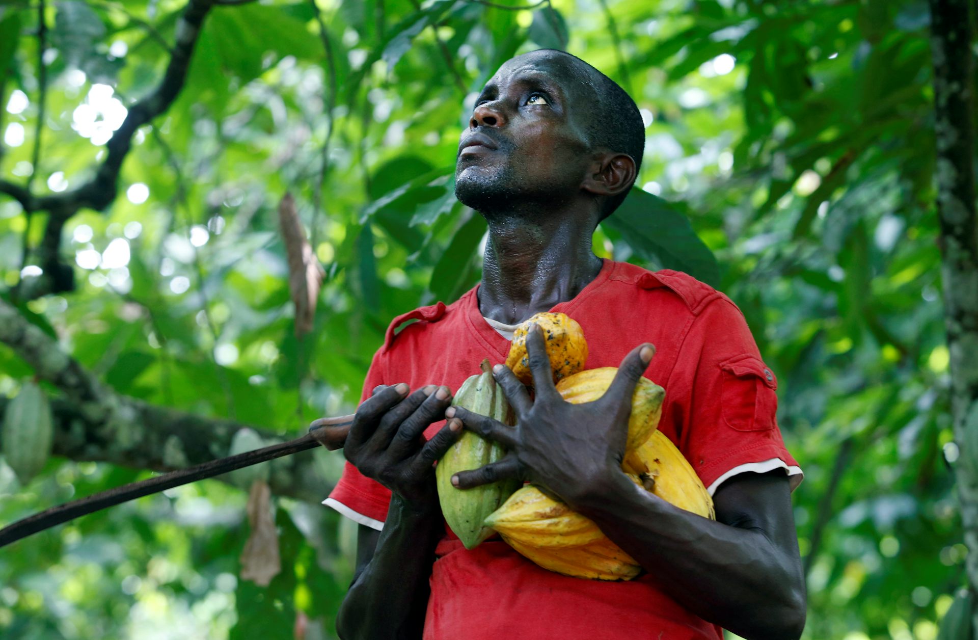 Africa’s tropical forests could be next in line as global food demand grows