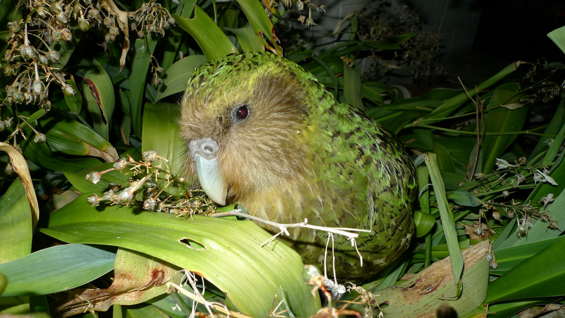 Plant hormone boost for New Zealand’s critically endangered night parrot