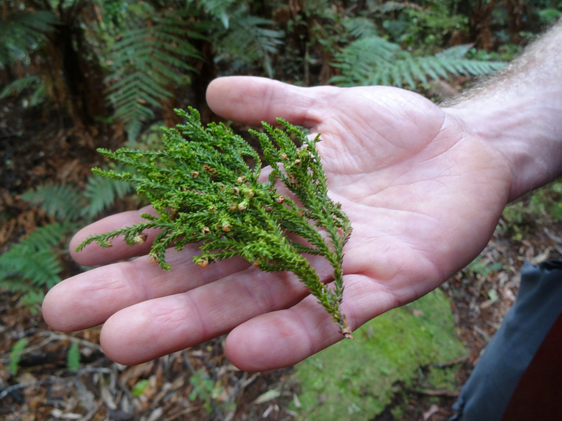 Plant hormone boost for New Zealand's critically endangered night parrot