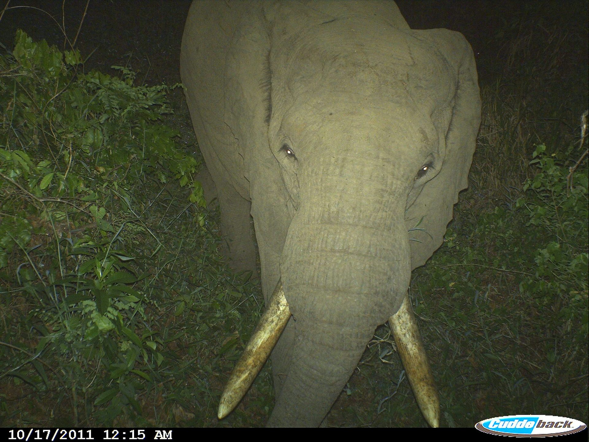 What camera traps tell us about elephants eating crops