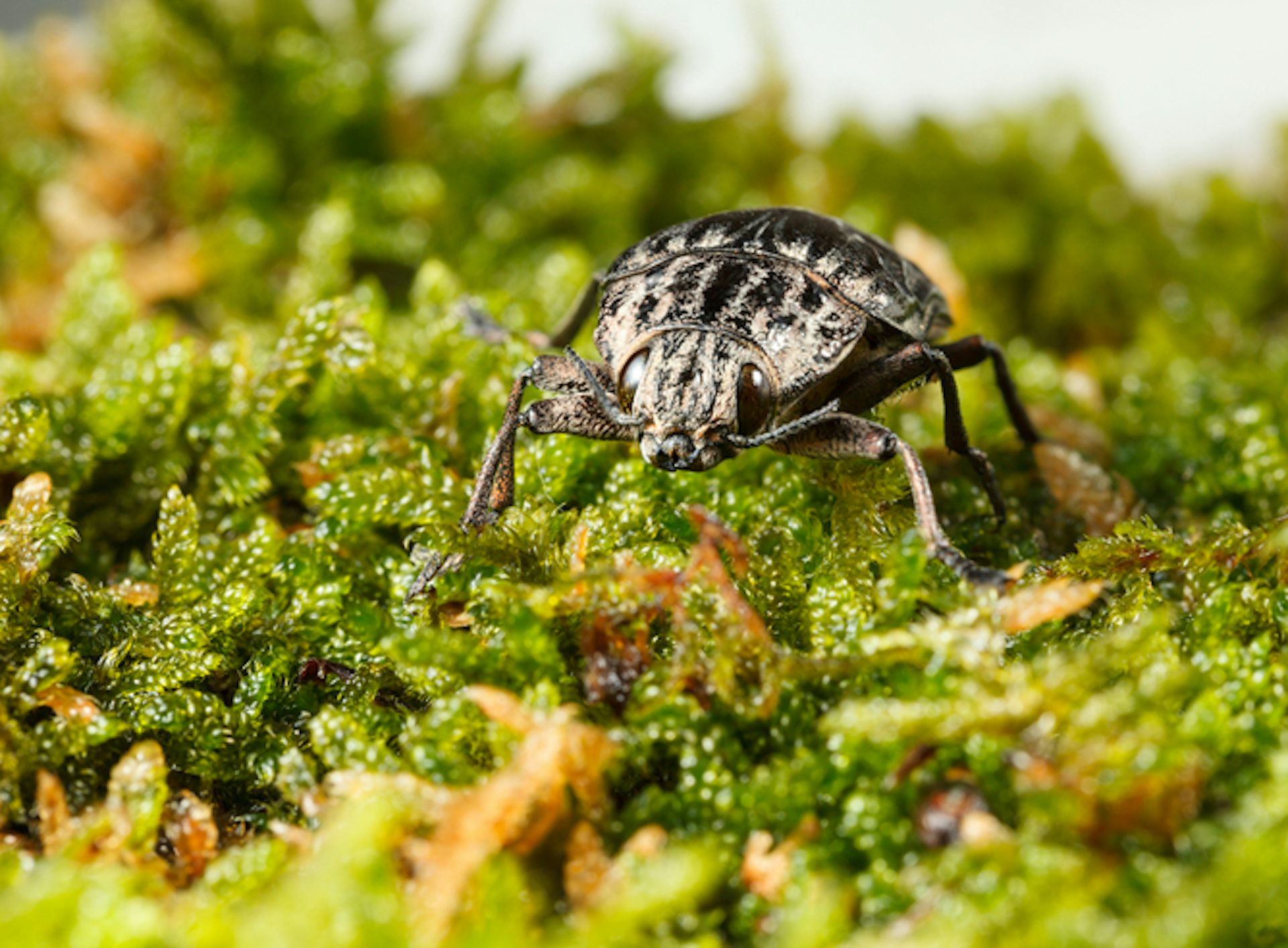 Espèces invasives : une menace grandissante pour l’Afrique