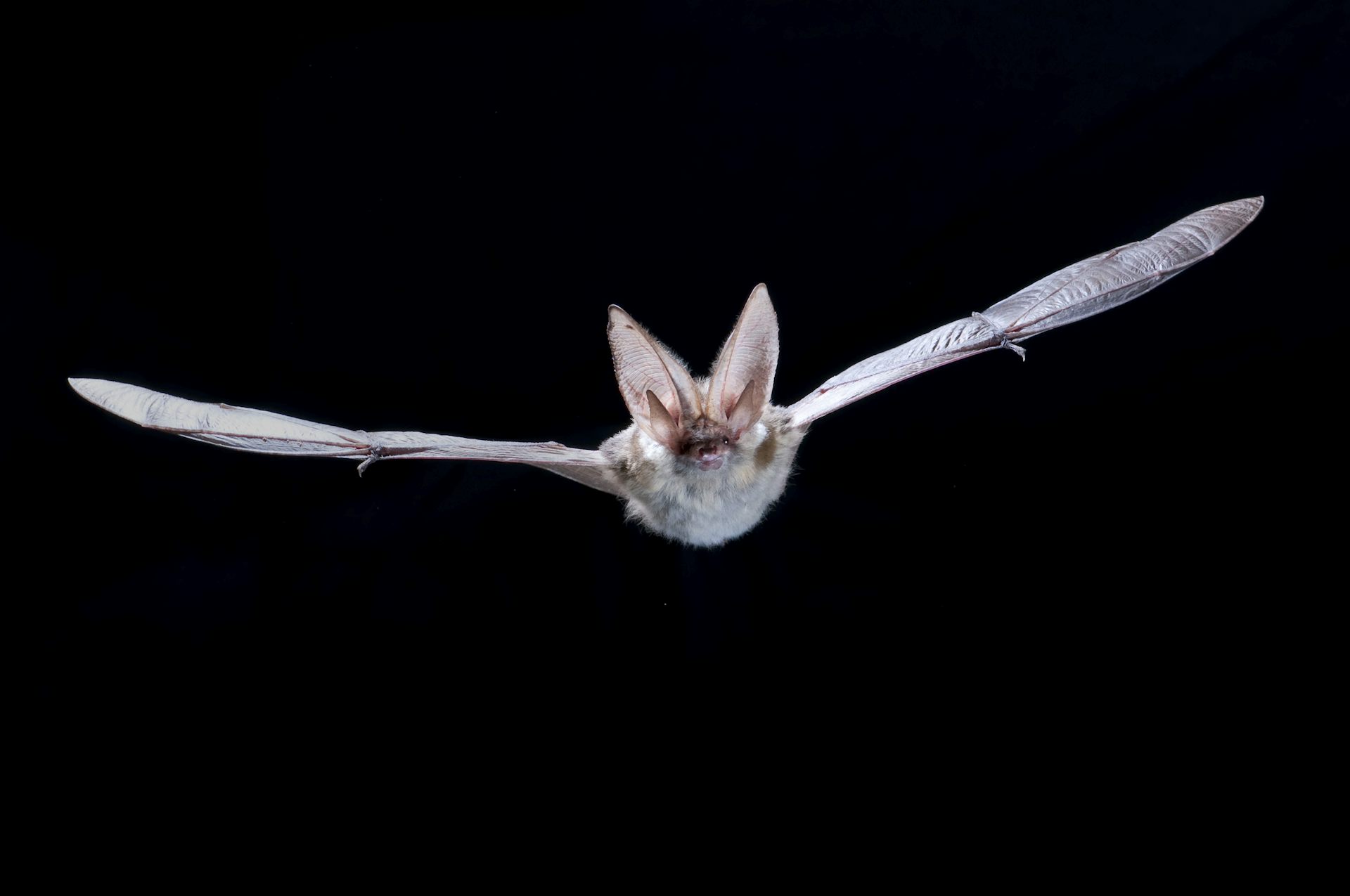 How to set conservation priorities in response to climate change