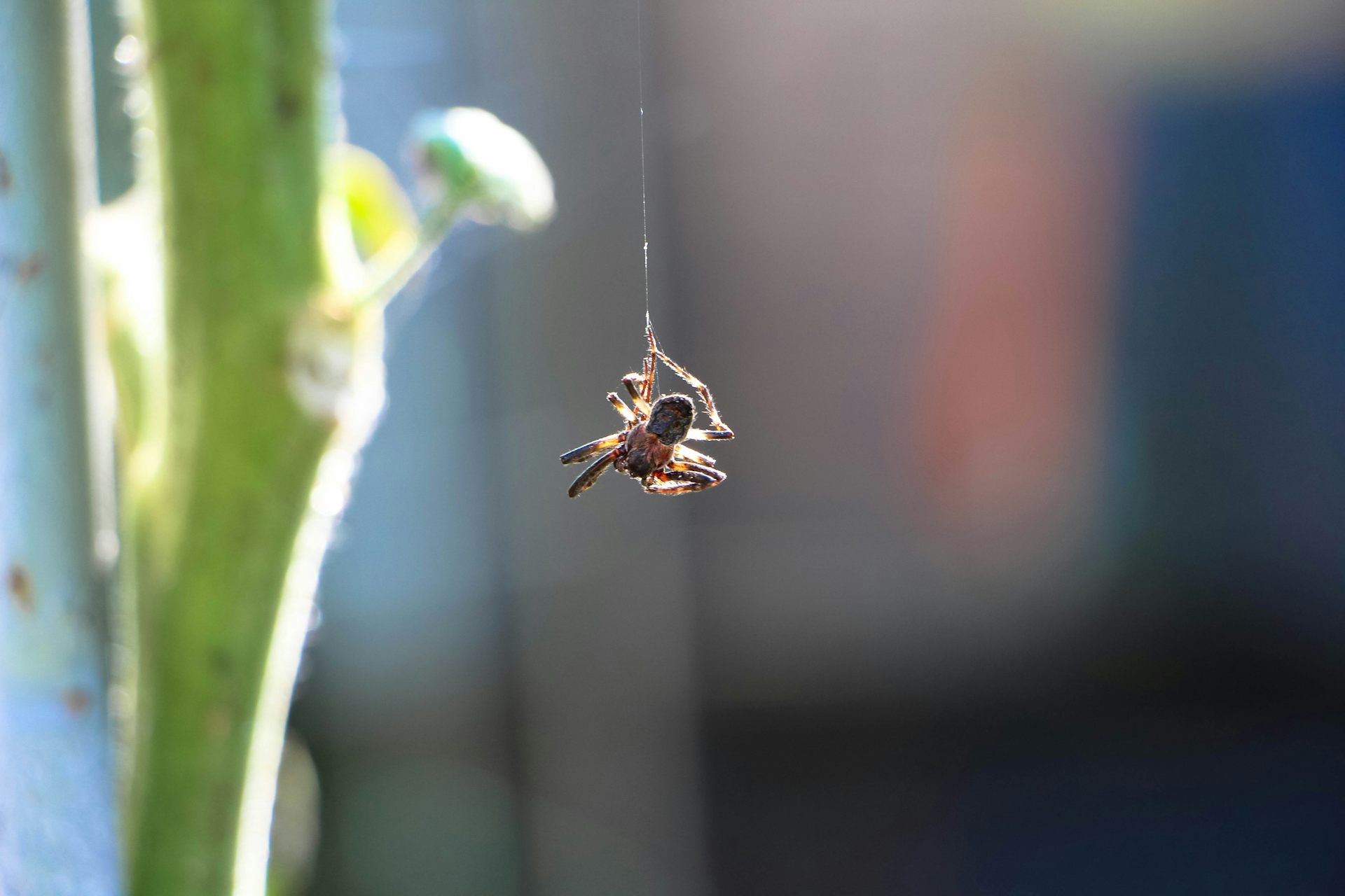 Why abseiling spiders don’t spin out of control – new research