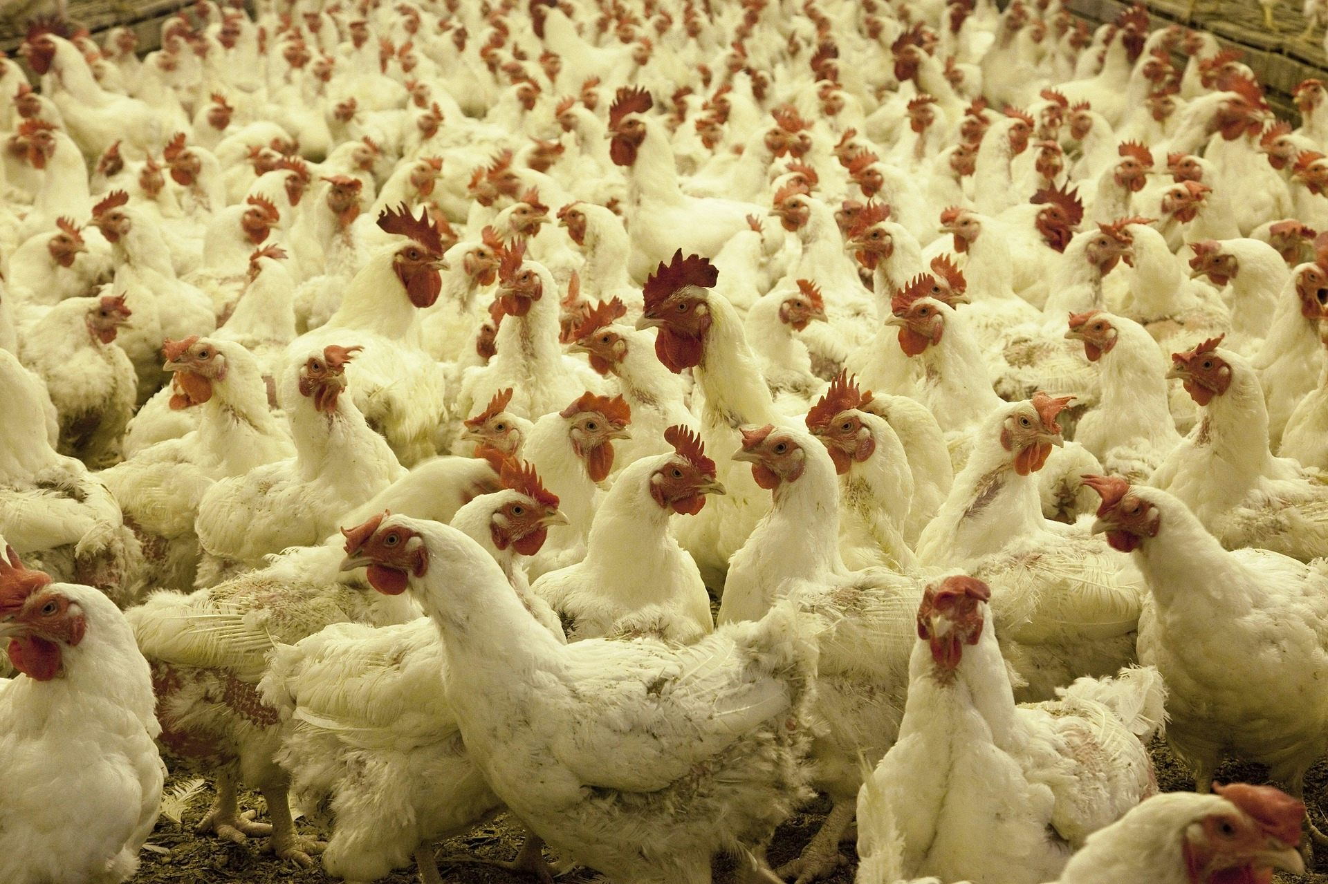Why aren’t we more outraged about eating chicken?