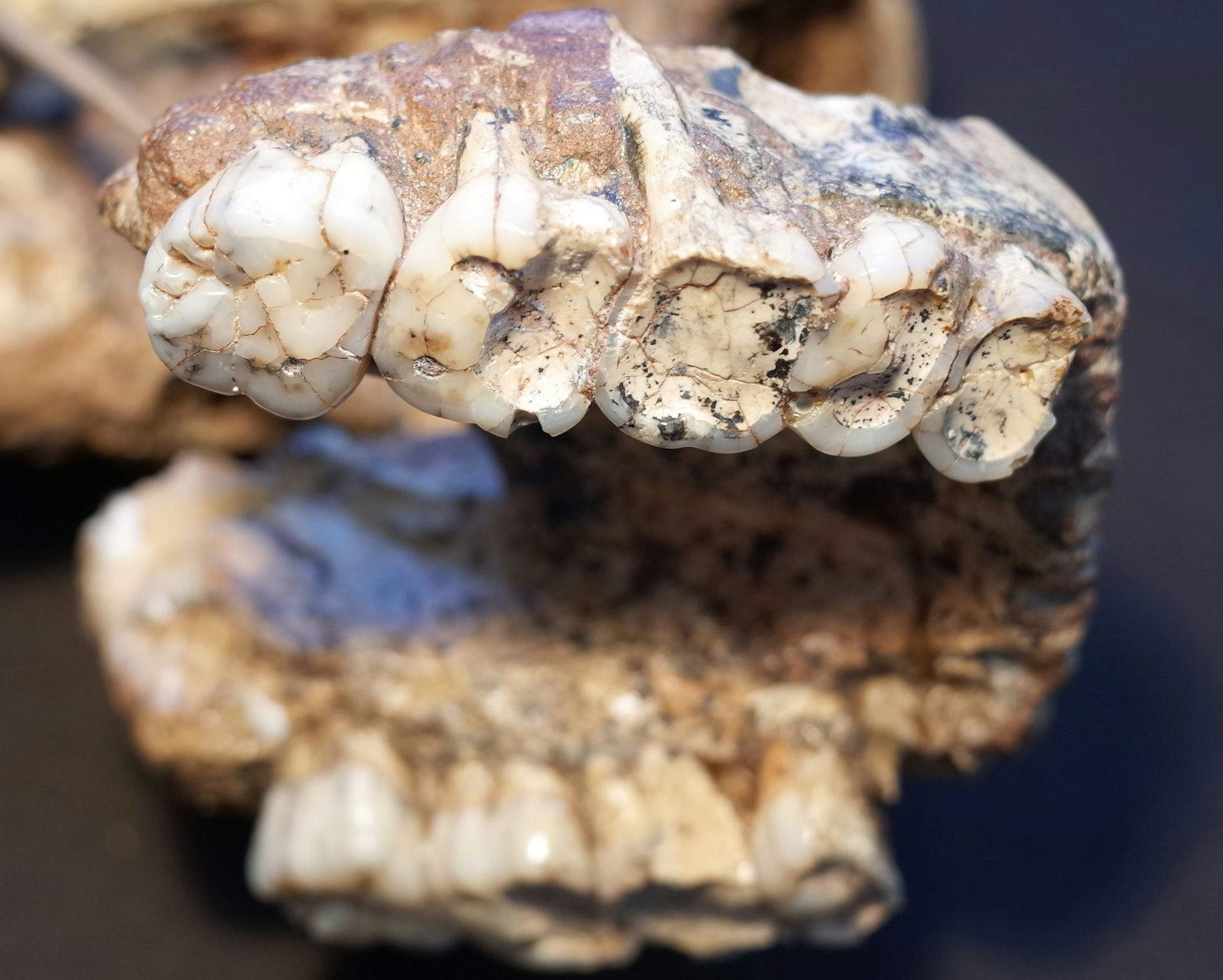 What teeth can reveal about the secret lives of our ancestors