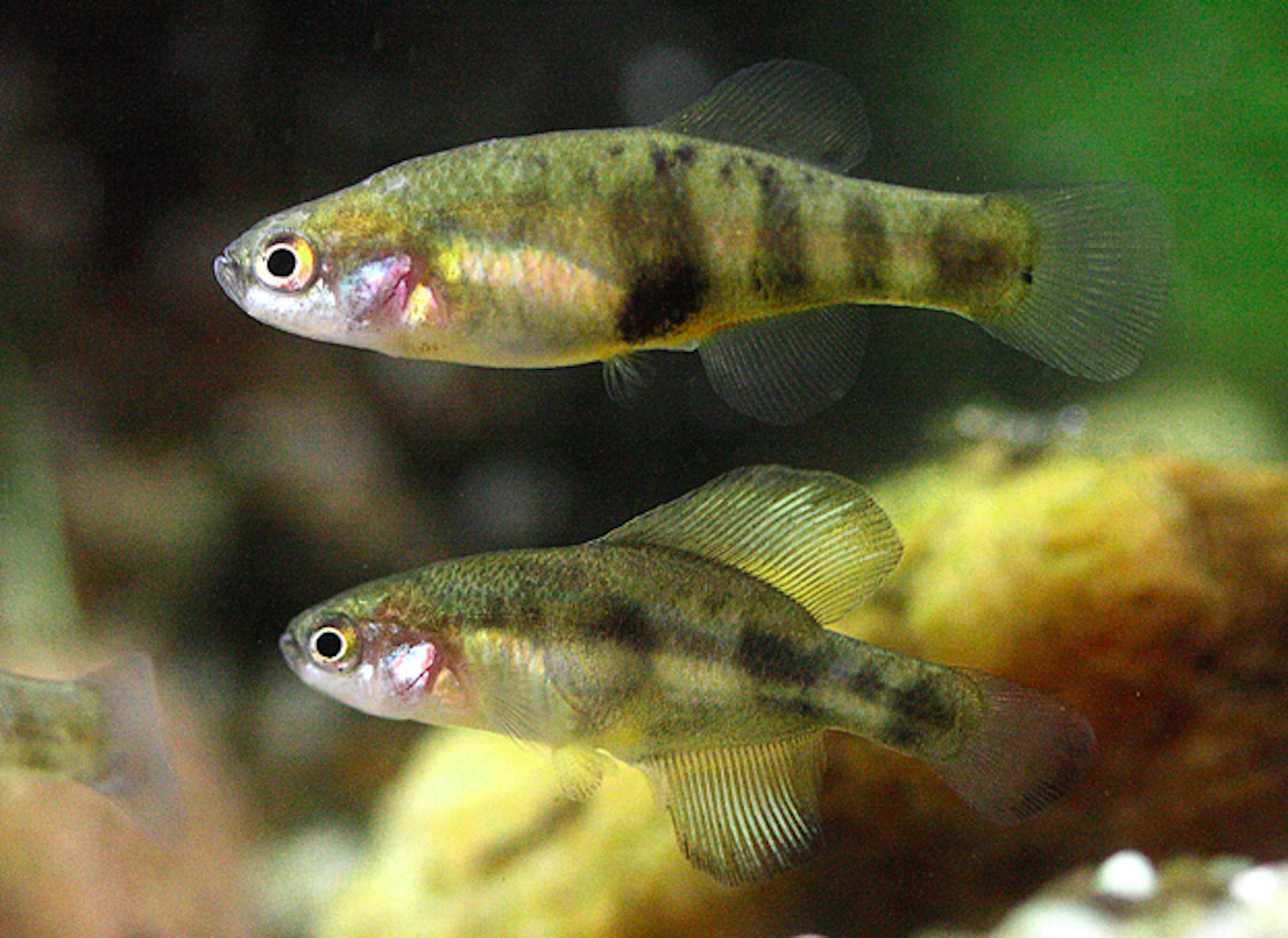 How animal genes go into battle to dominate their offspring