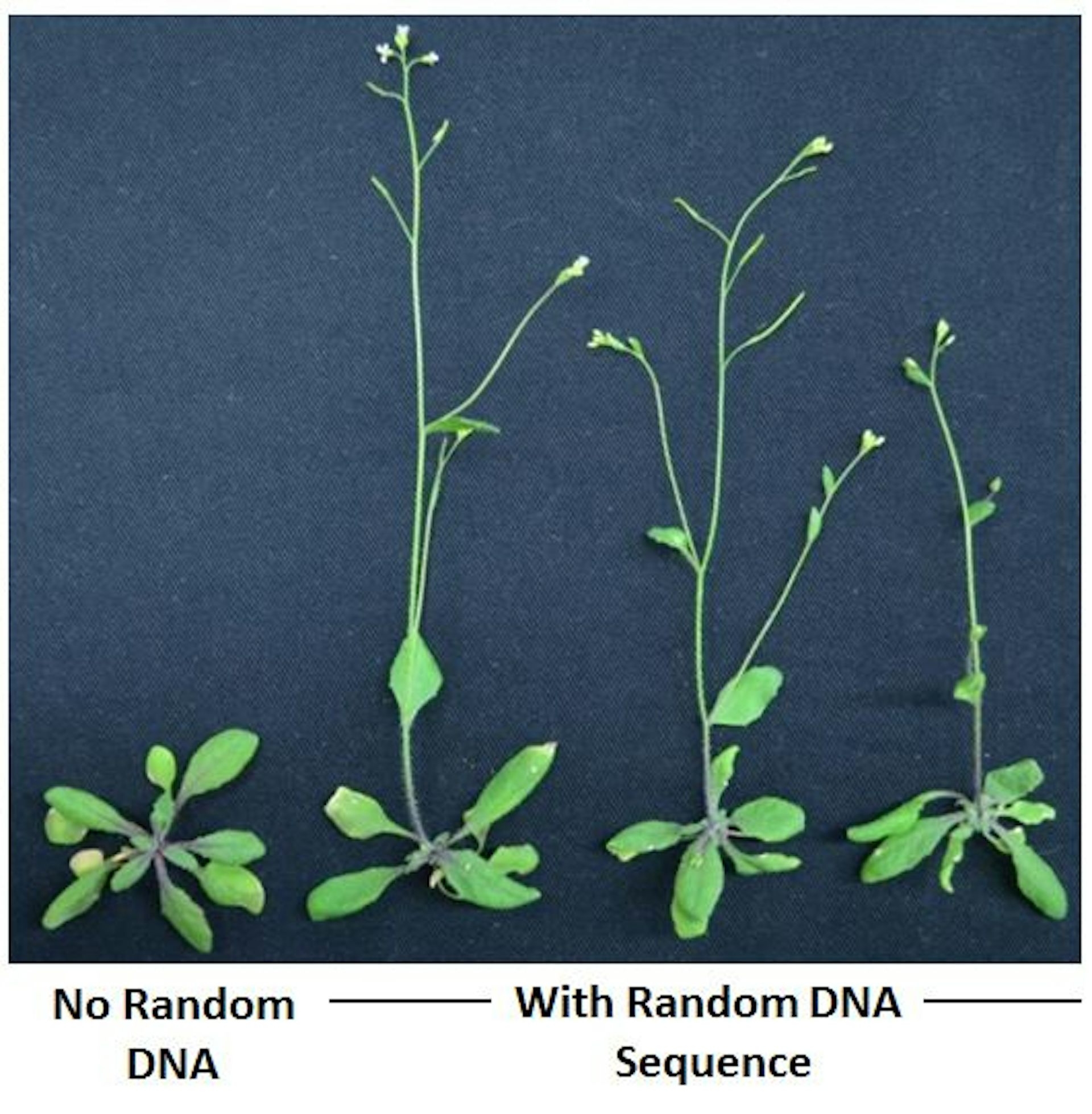 Can random bits of DNA lead to safe, new antibiotics and herbicides?