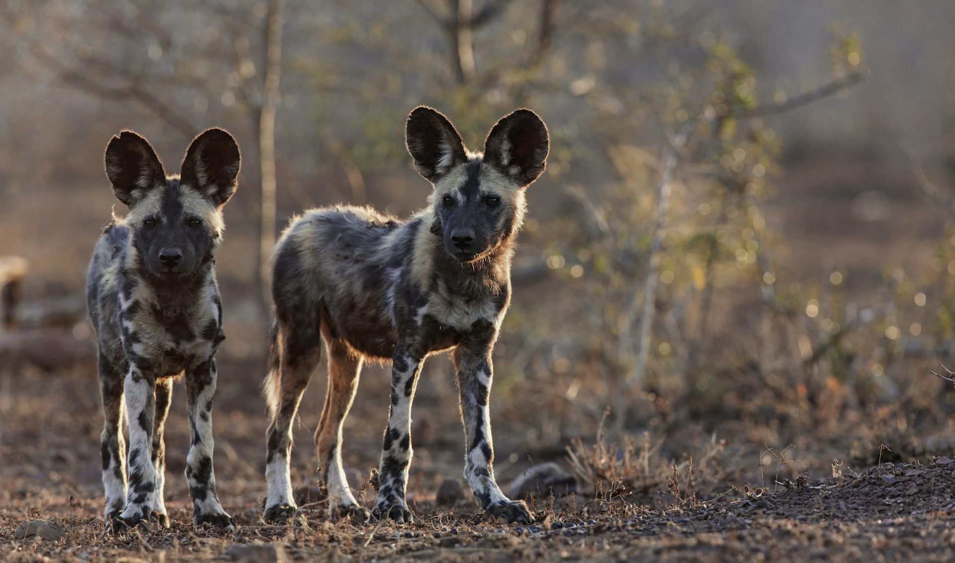 Do African Wild Dogs Eat Baboons