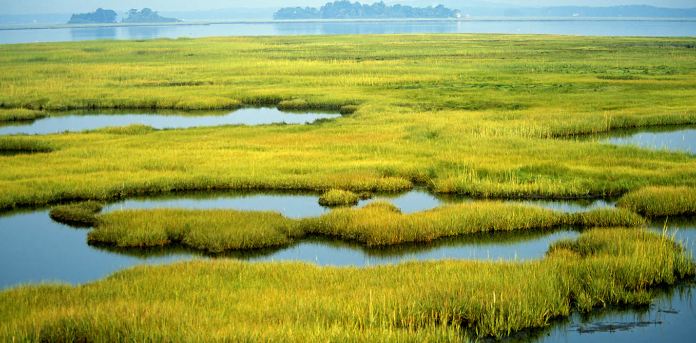 As Communities Rebuild After Hurricanes Study Shows Wetlands Can as-communities-rebuild-after-hurricanes-study-shows-wetlands-can