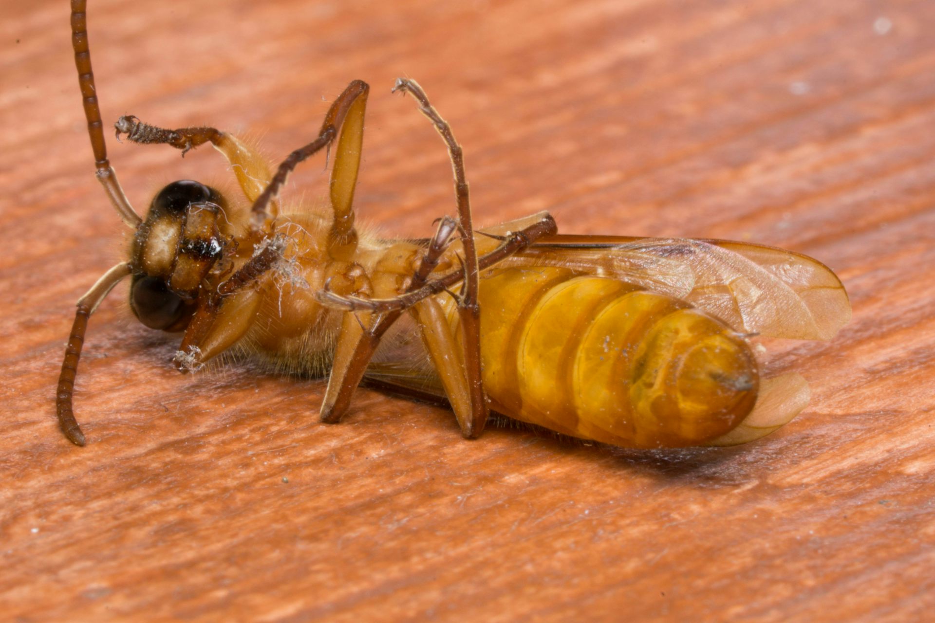 We faced abuse for asking people to kill wasps for science – here’s why ...