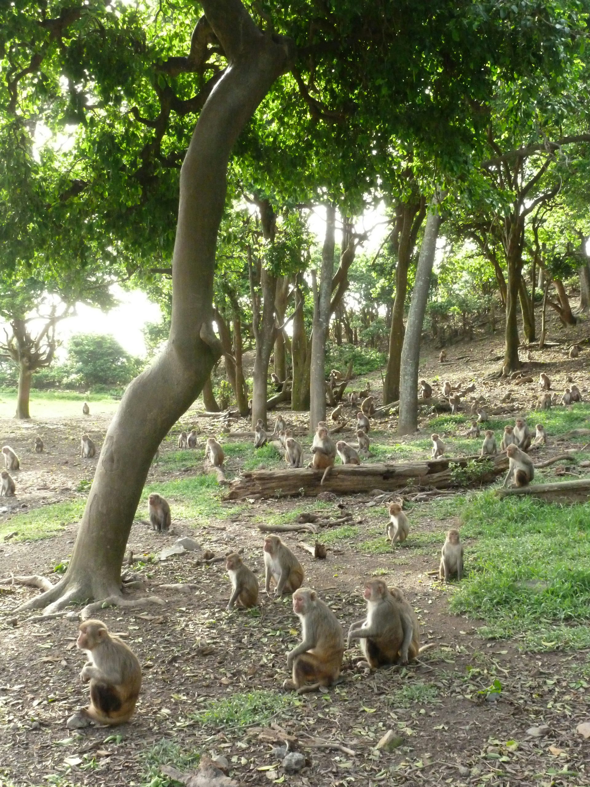 Scientists join forces to save Puerto Rico’s ‘Monkey Island’