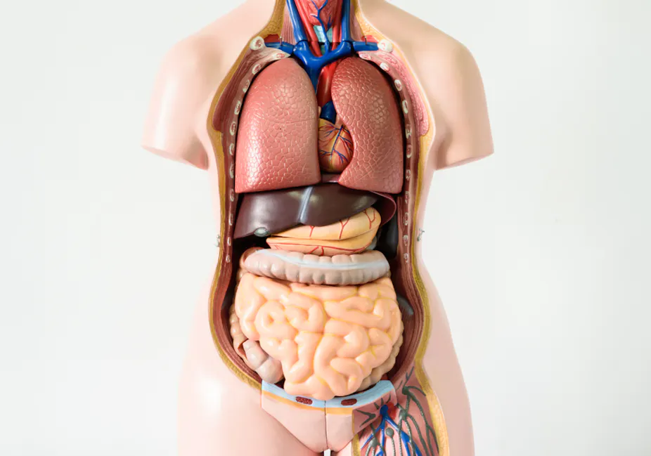 Seven Body Organs You Can Live Without Seven Body Organs You Can Live Without