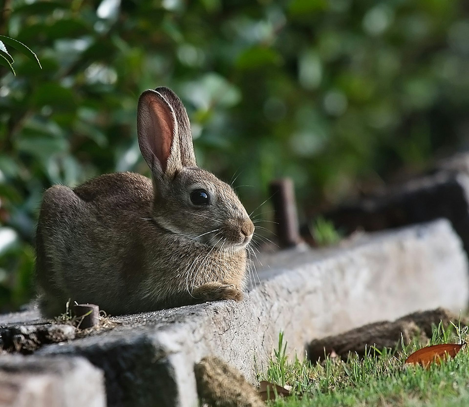 Rabbits and biological control: two unexpected Christmas presents