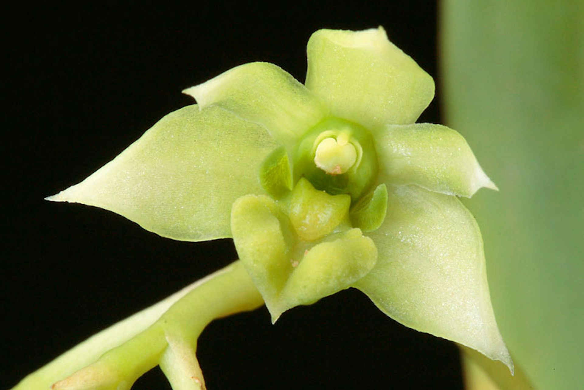 River shark and blue goanna among 1000 new species discovered in New Guinea