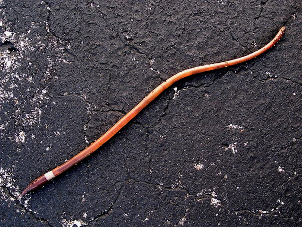 Curious Kids Do Worms Have Tongues Australasian Science Magazine Curious Kids Do Worms Have Tongues Australasian Science Magazine