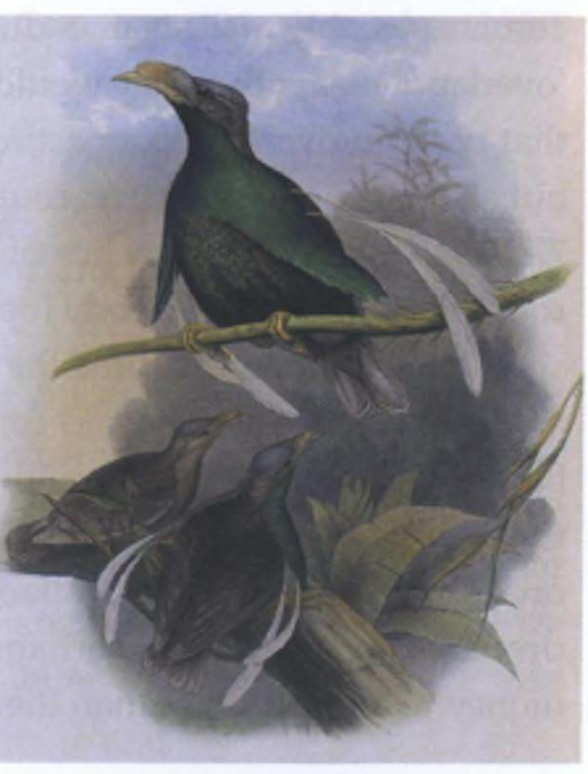 ‘I am Ali Wallace’, the Malay assistant of Alfred Russel Wallace: an ...