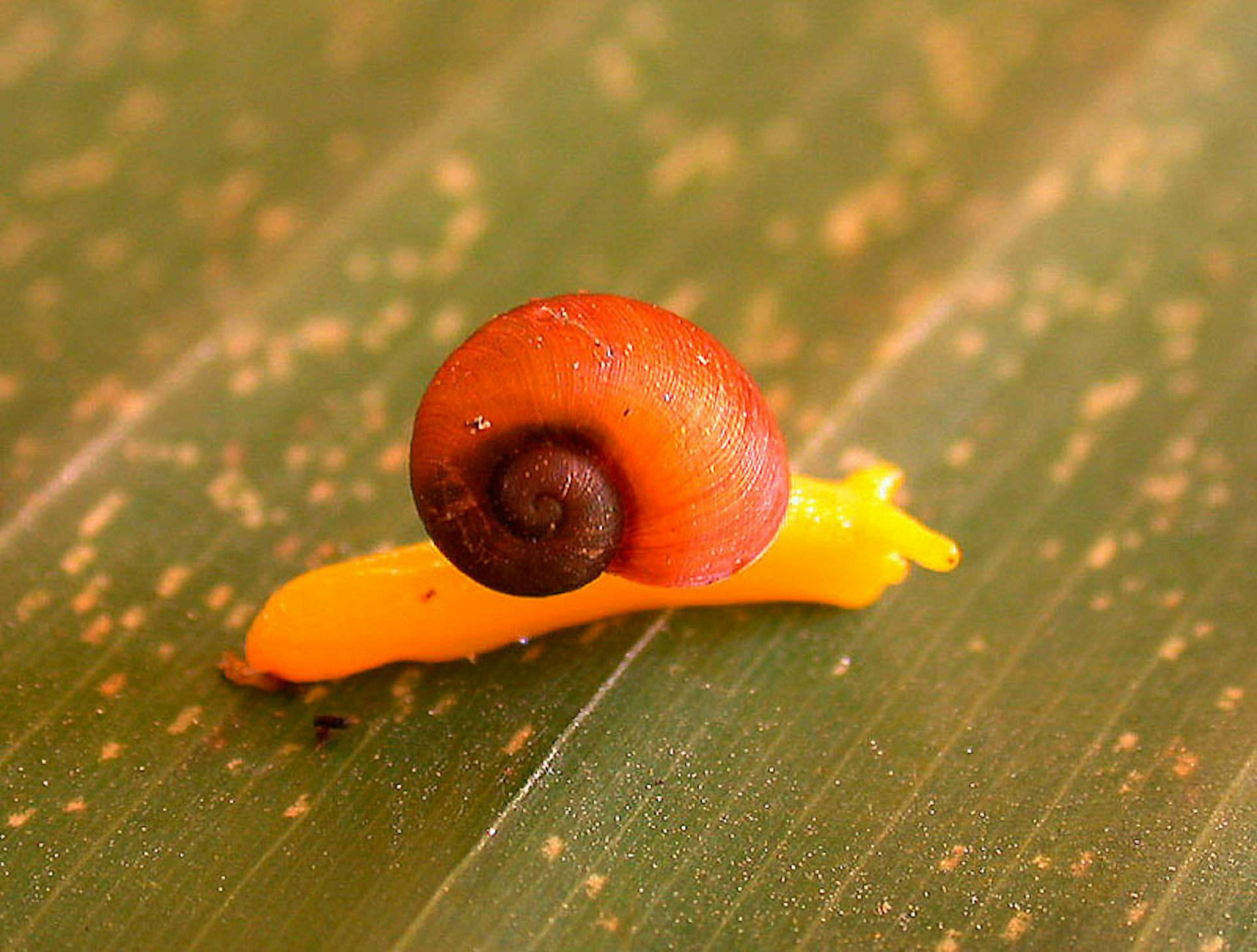 River shark and blue goanna among 1000 new species discovered in New Guinea