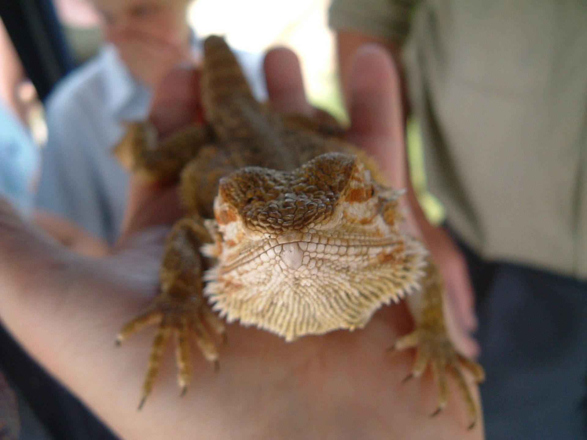 New gadgets are opening windows on reptiles