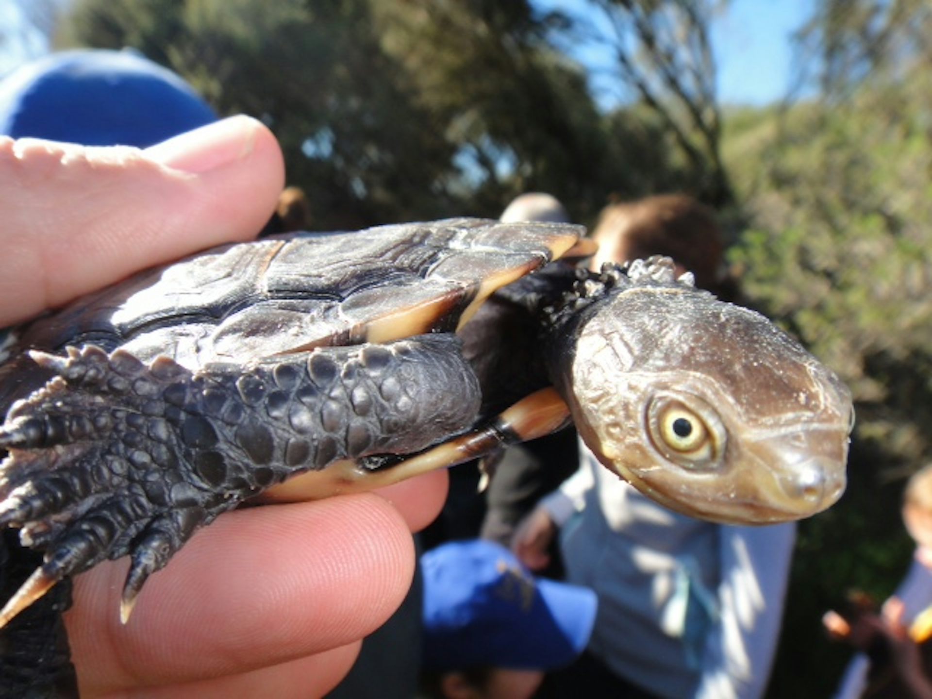 Australian endangered species: Western Swamp Tortoise
