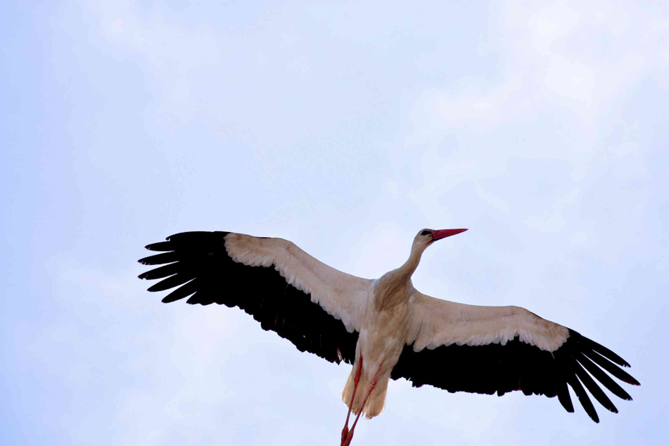 Storks Cabbage Patches And The Birds And The Bees Our Broken Sex Education System