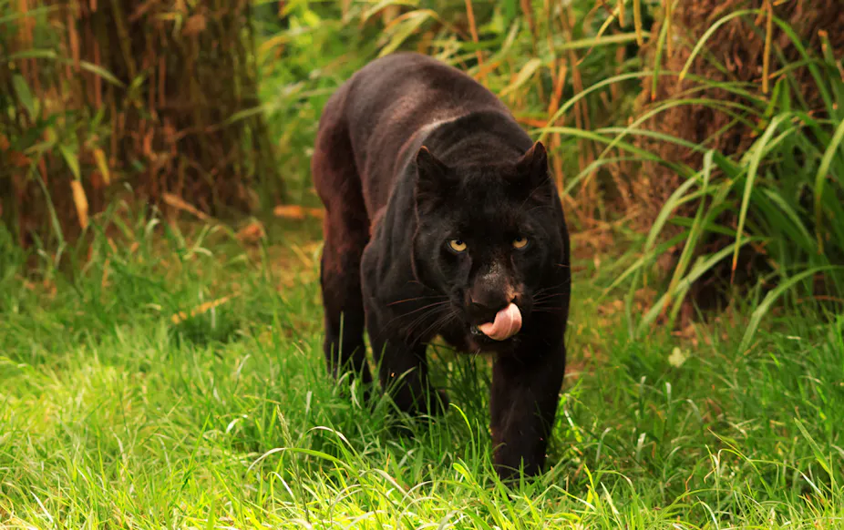 Big Cats In Britain Urban Myth Or Scientific Fact Big Cats In Britain Urban Myth Or Scientific Fact